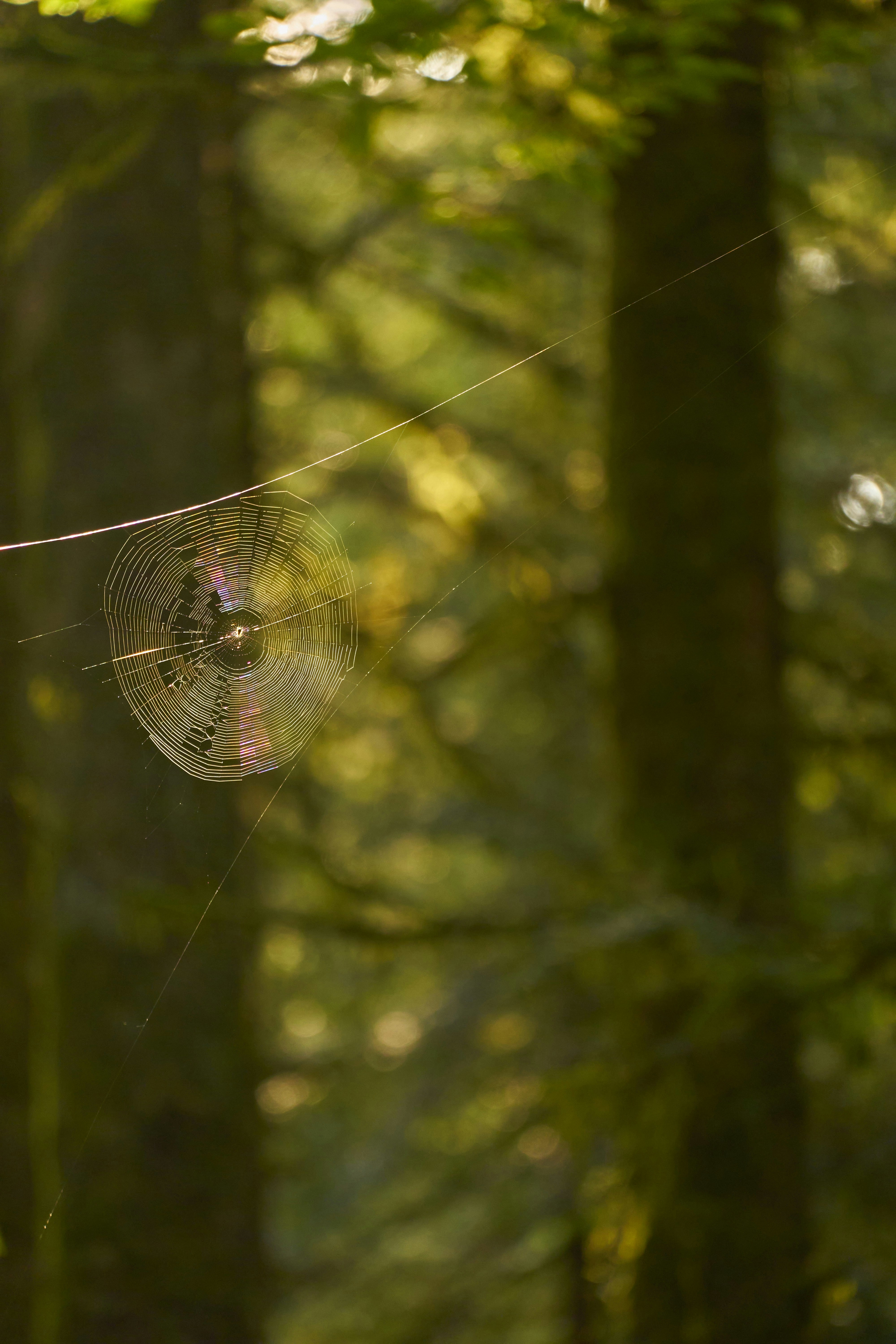 Orb of Silk in a Sunlit Green Forest