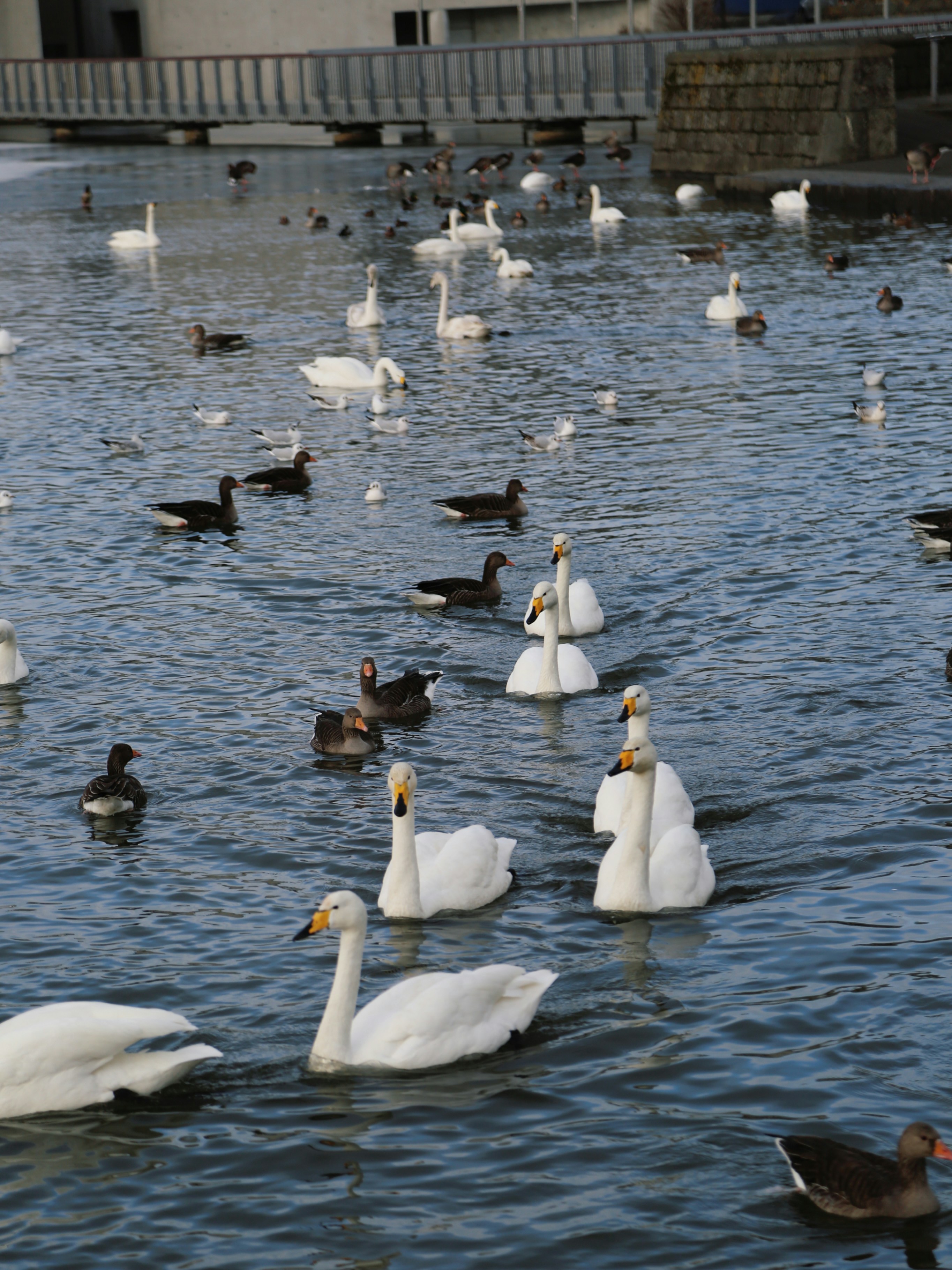 A flock of ducks and geese swimming in a pond photo – Free Grey Image ...
