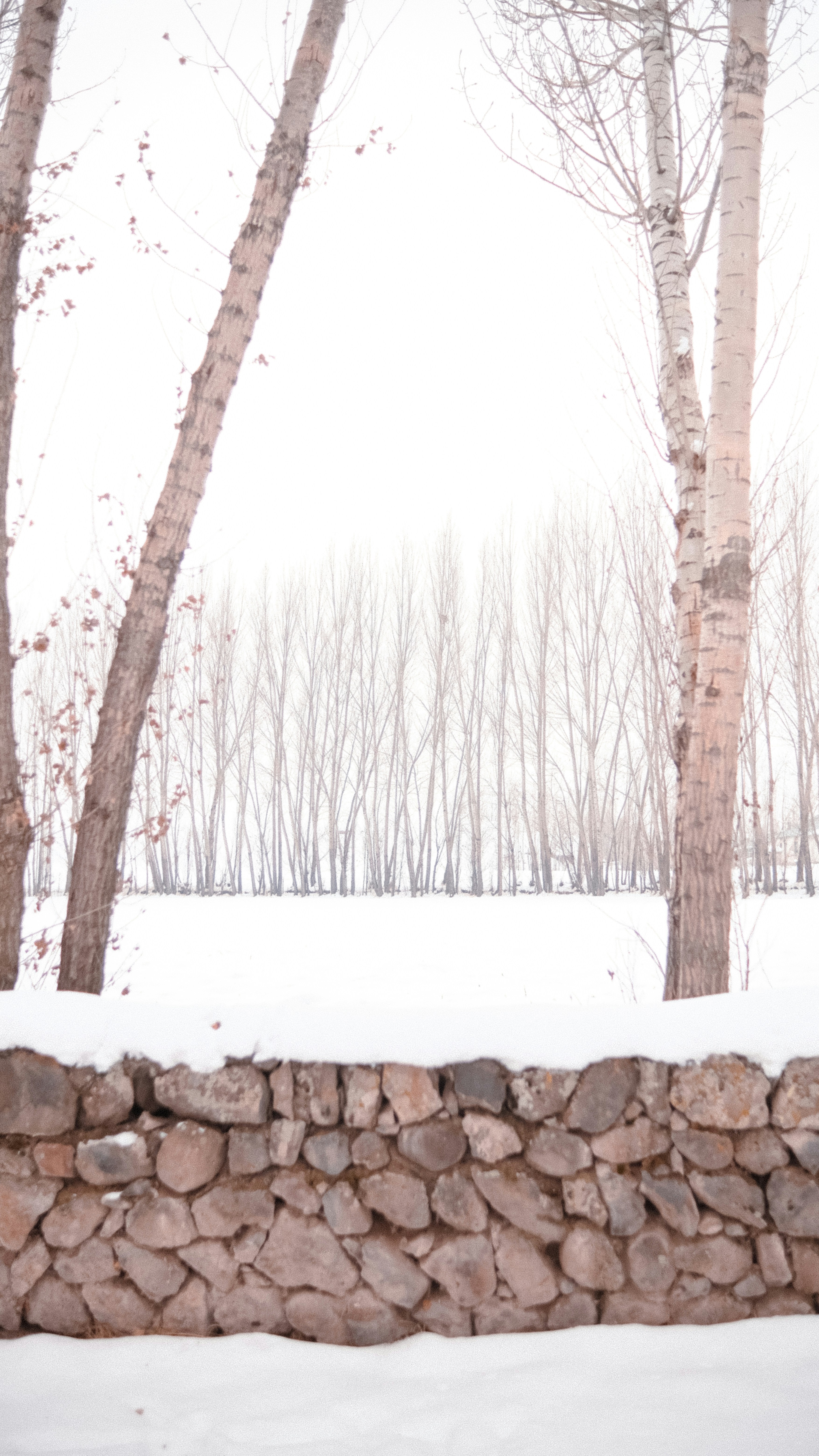 Whispers of Winter: Nature's Silent Canvas