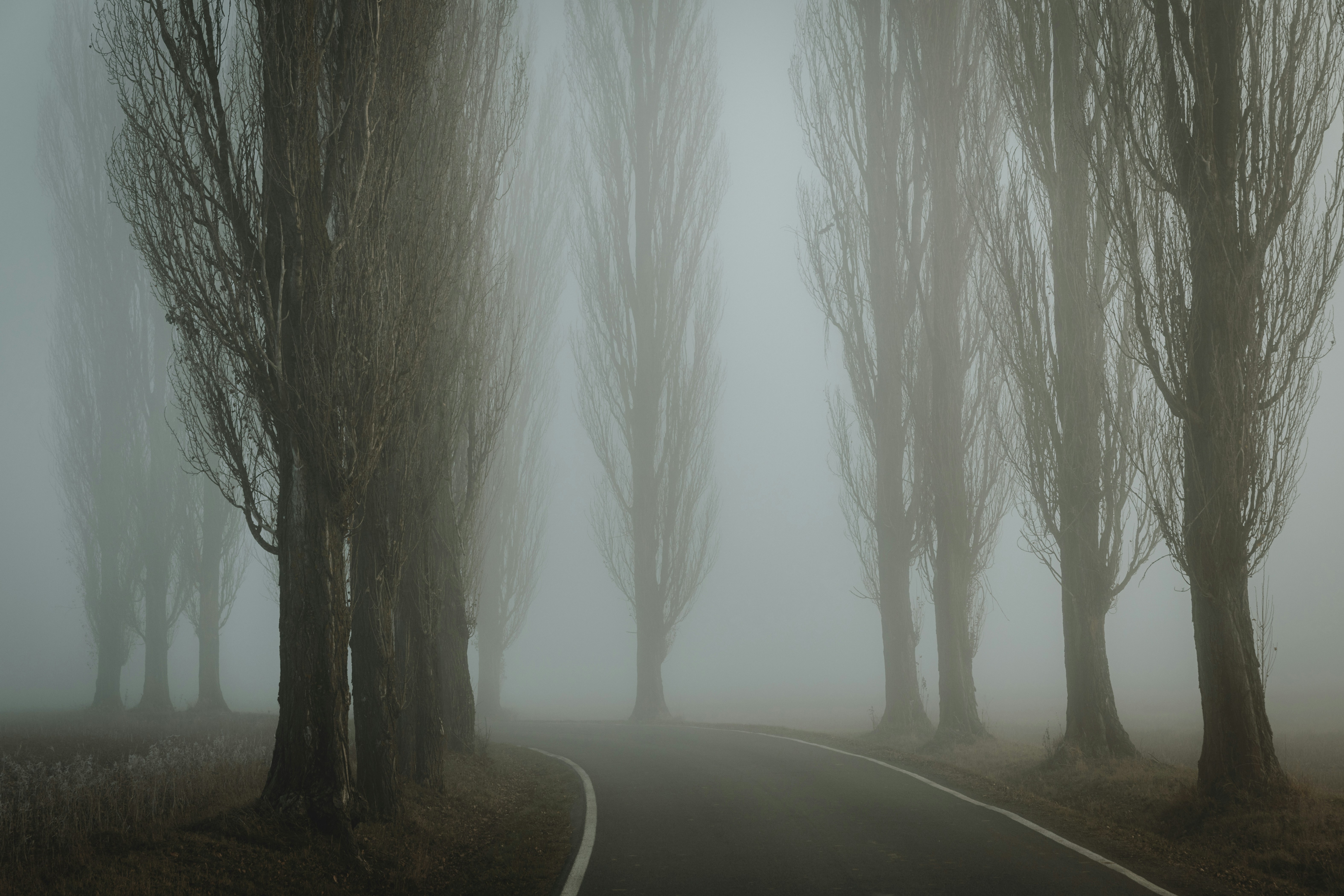A winding road flanked by tall, bare trees shrouded in thick fog, creating an ethereal atmosphere.