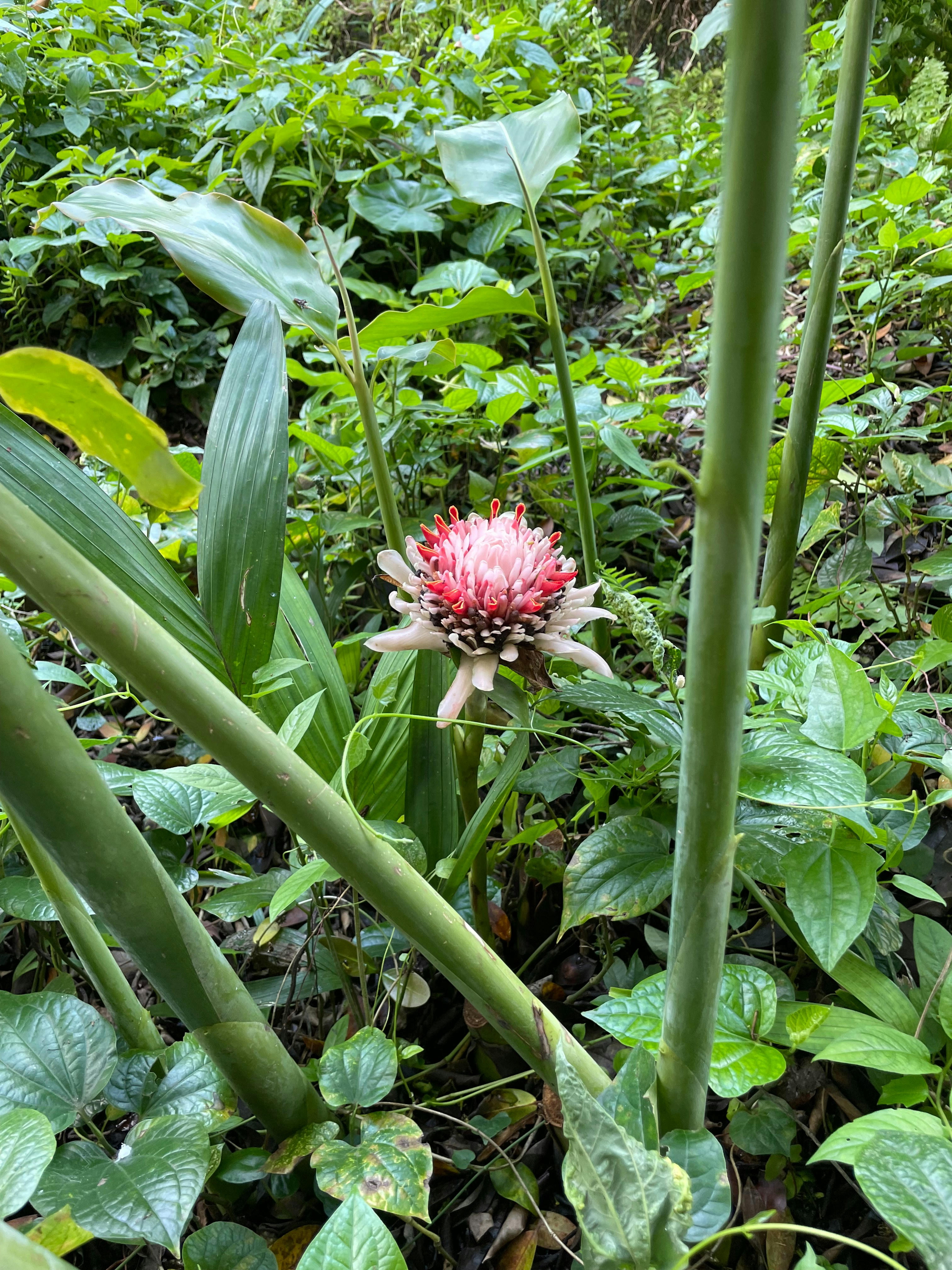 Une fleur rouge et blanche au milieu d’une forêt verdoyante photo ...
