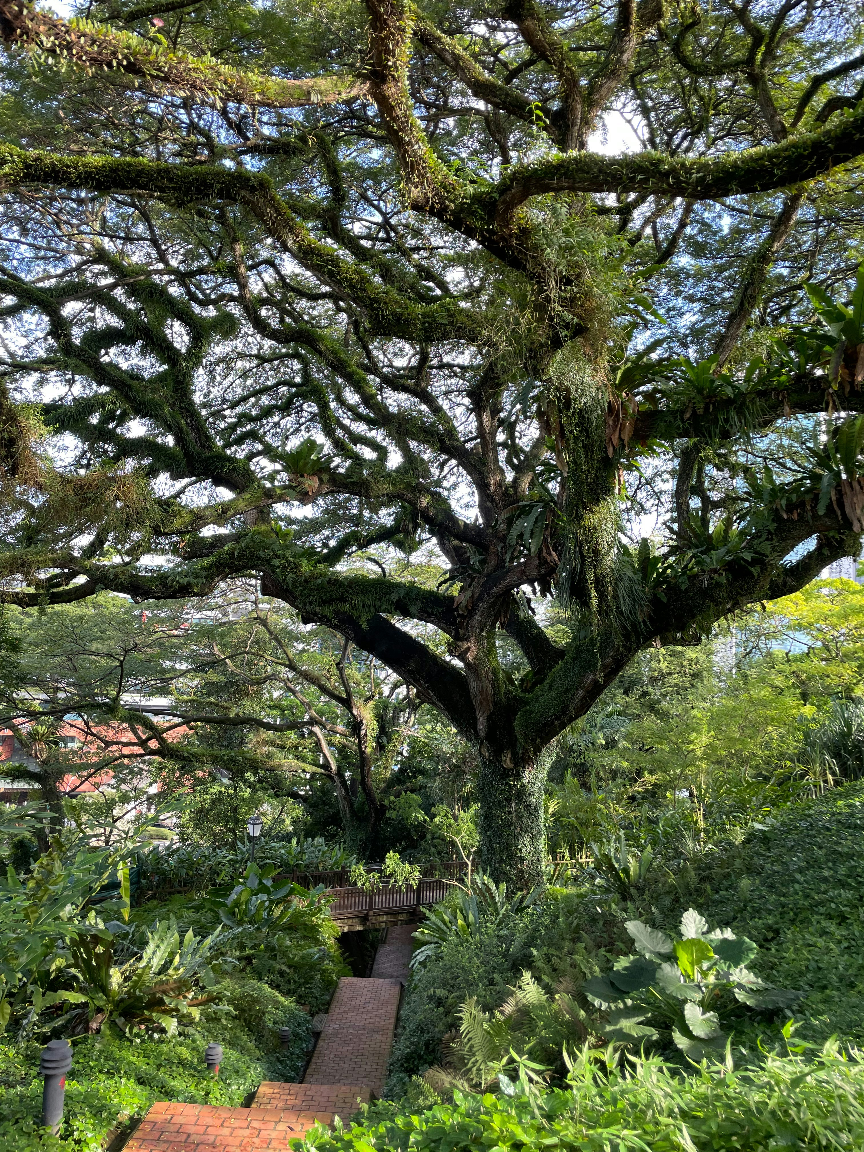 Moss-Cloaked Arboreal Giant Over a Quiet Brick Path
