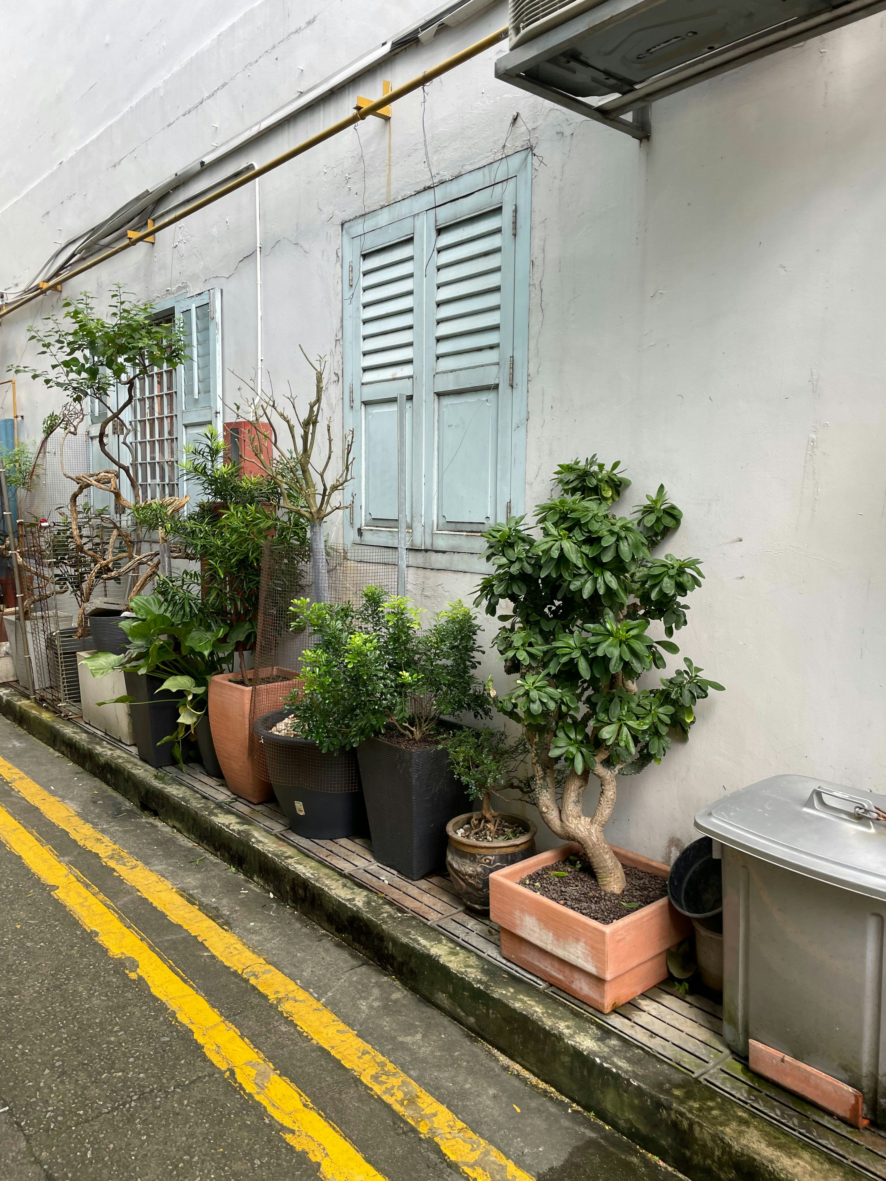 Alleyside Oasis: Potted Plants Line a Weathered Wall Beneath Pale Blue Shutters