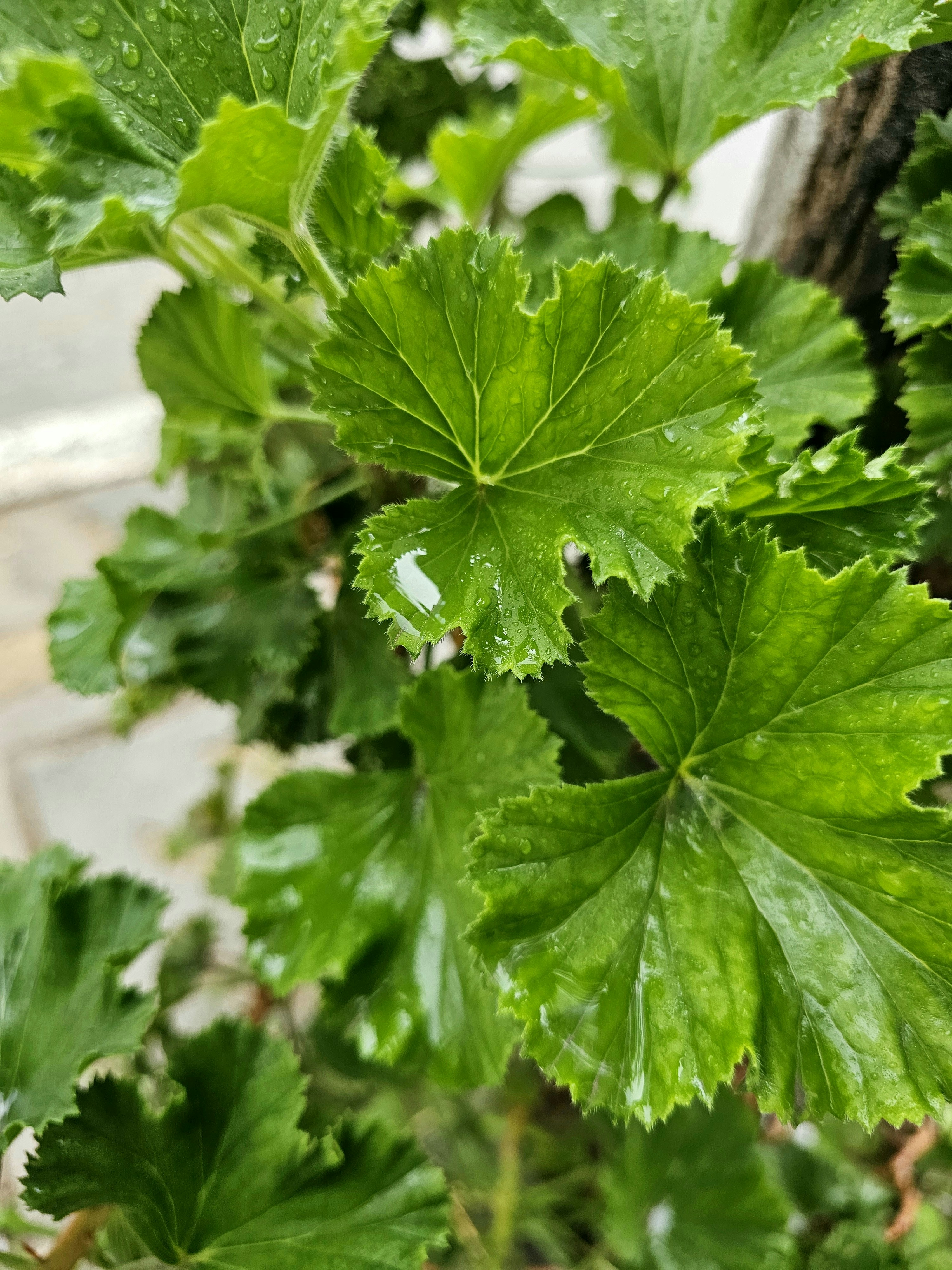 Dew-Kissed Serrations: Macro Portrait of Fresh Green Leaves
