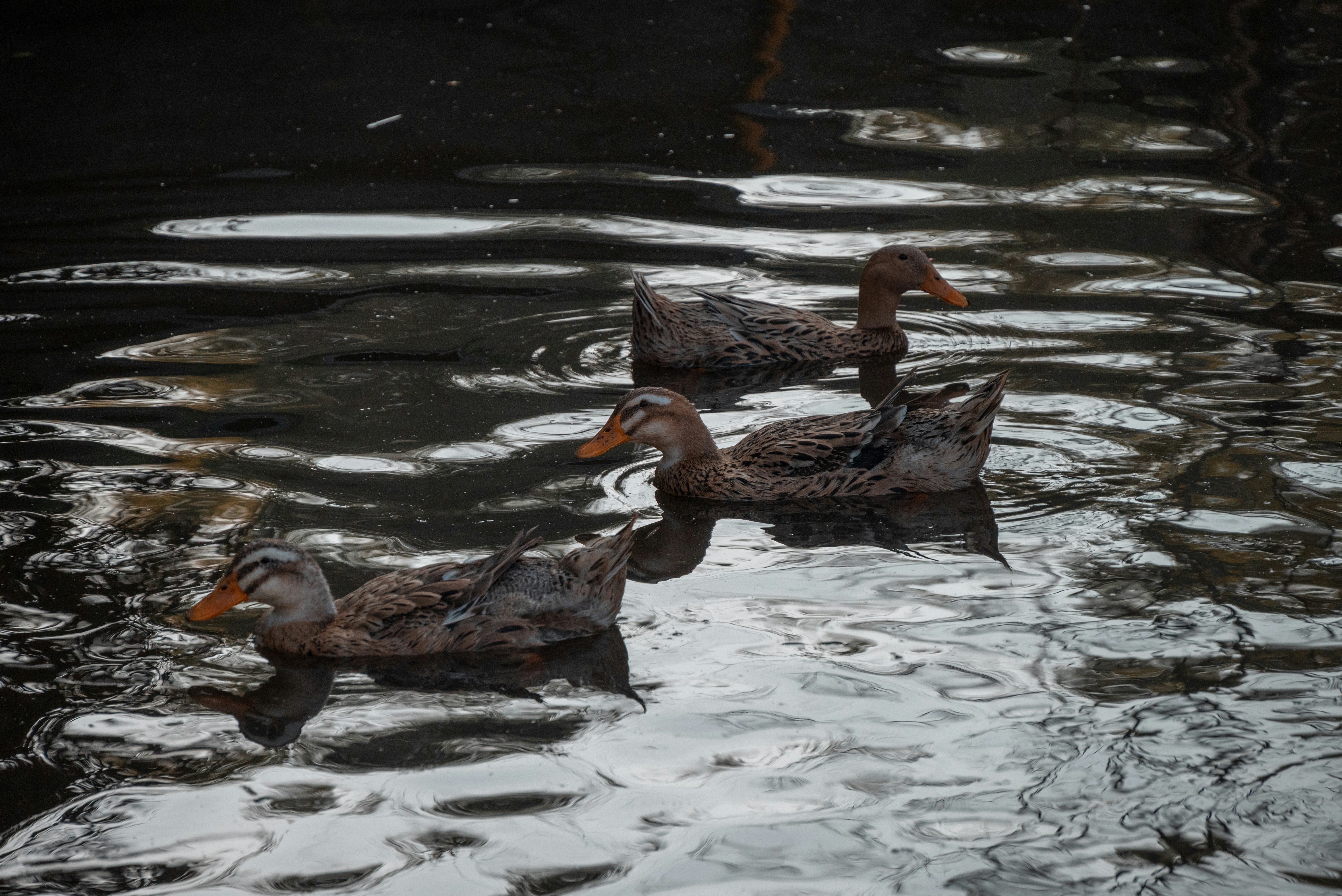 Photo by ran liwen with Nikon Z5