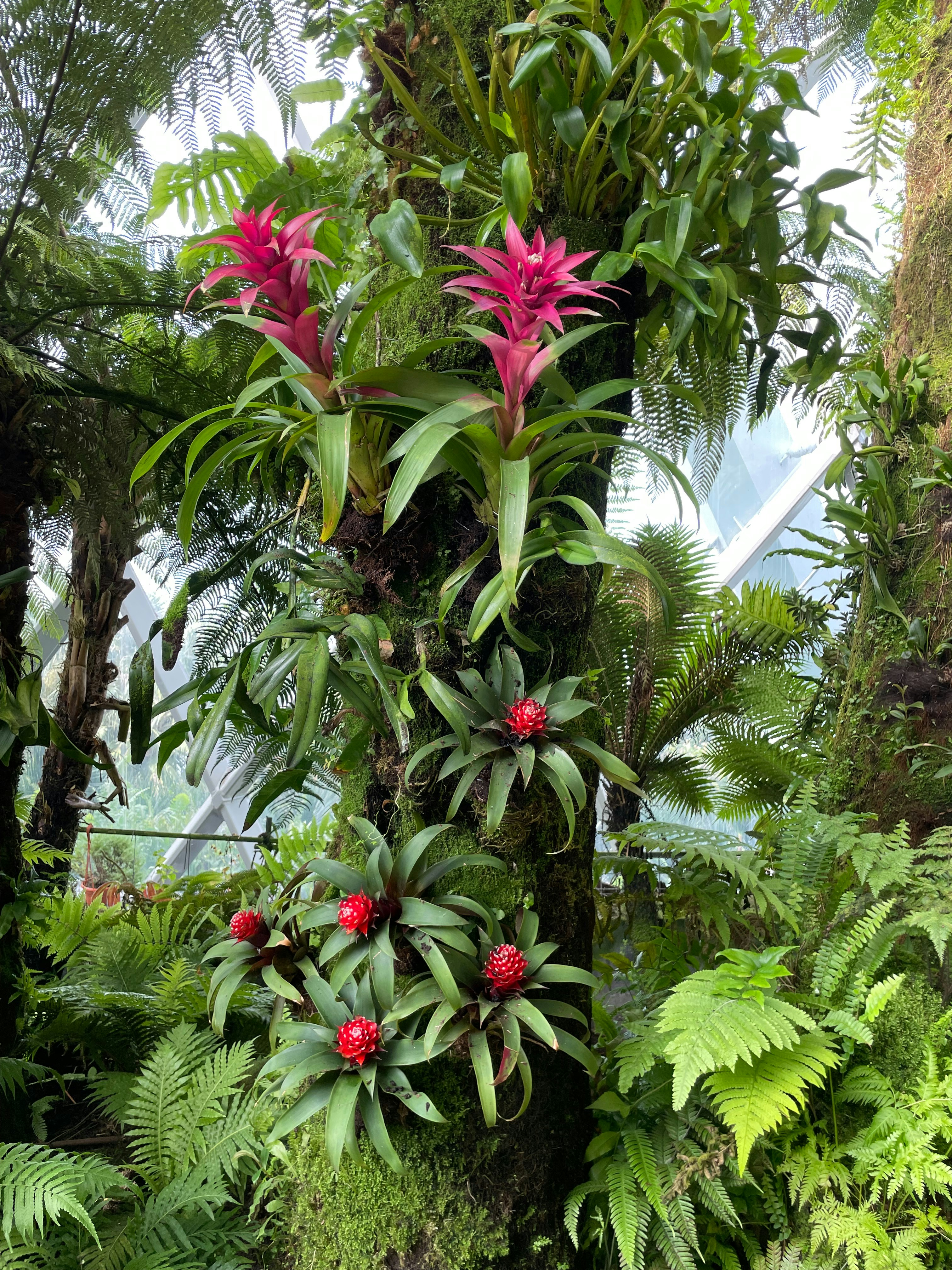 Crown of Pink Bromeliads Clinging to a Fern-Wrapped Trunk