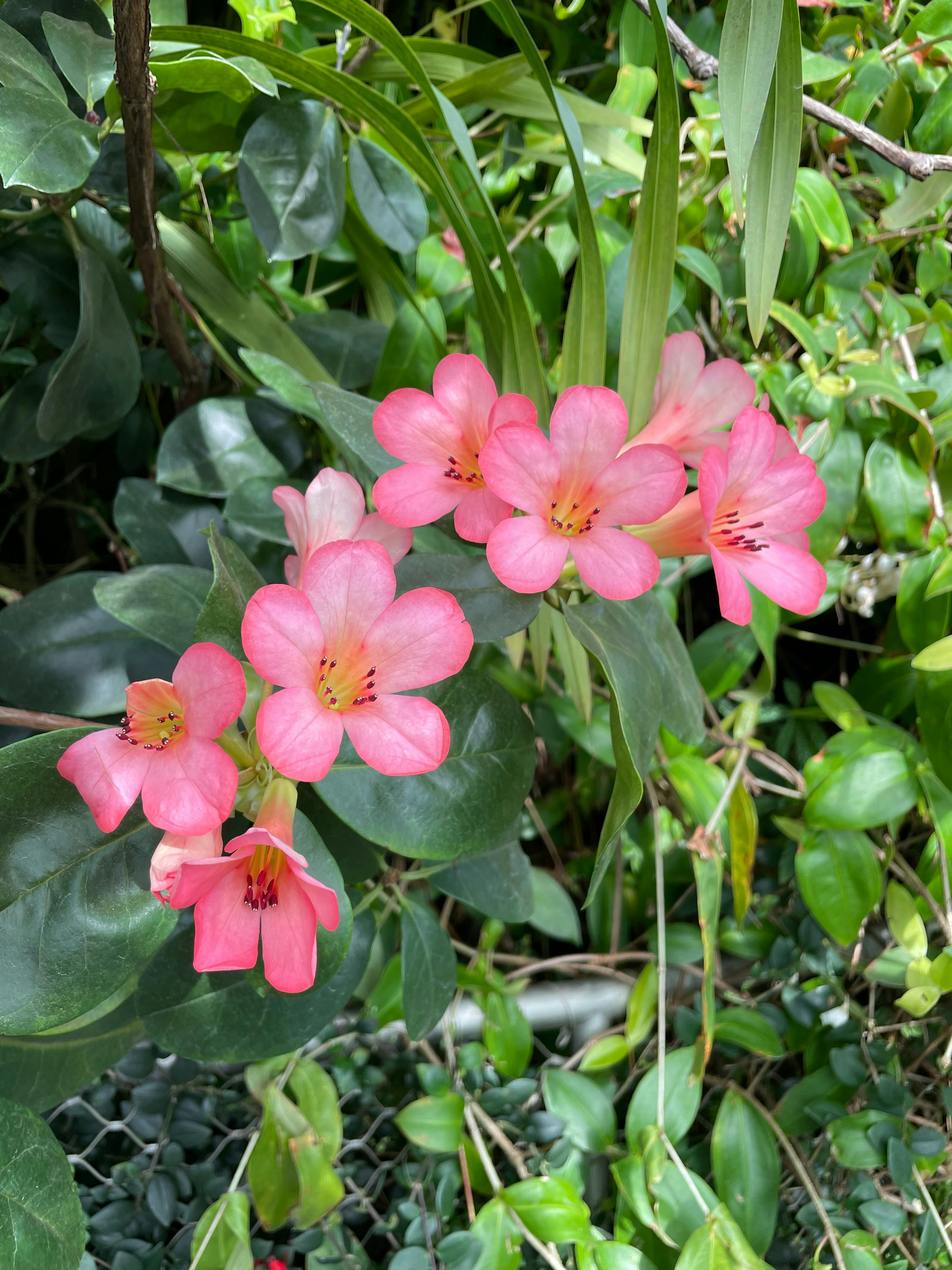 Cascading Pink Blossoms Among Glossy Foliage