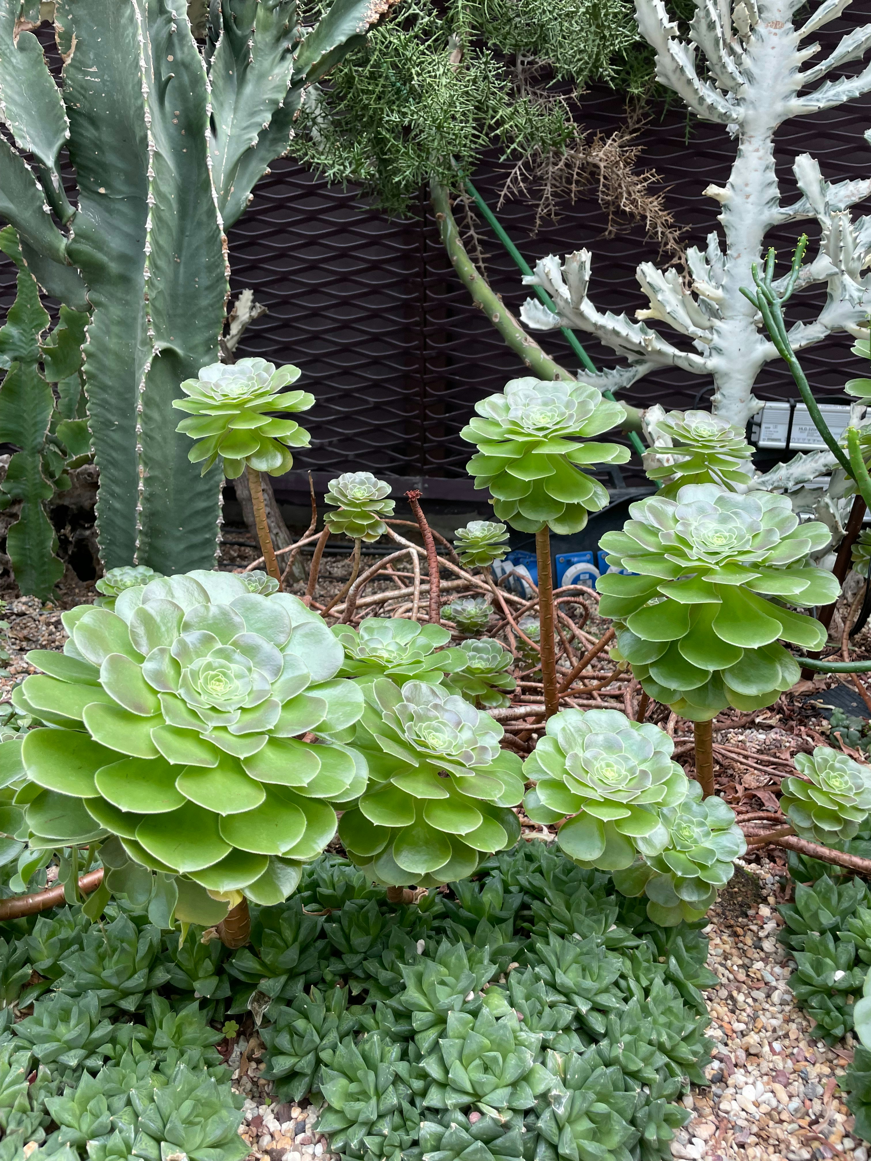 Emerald Aeoniums in a Gravel Garden Framed by Cactus and Lattice