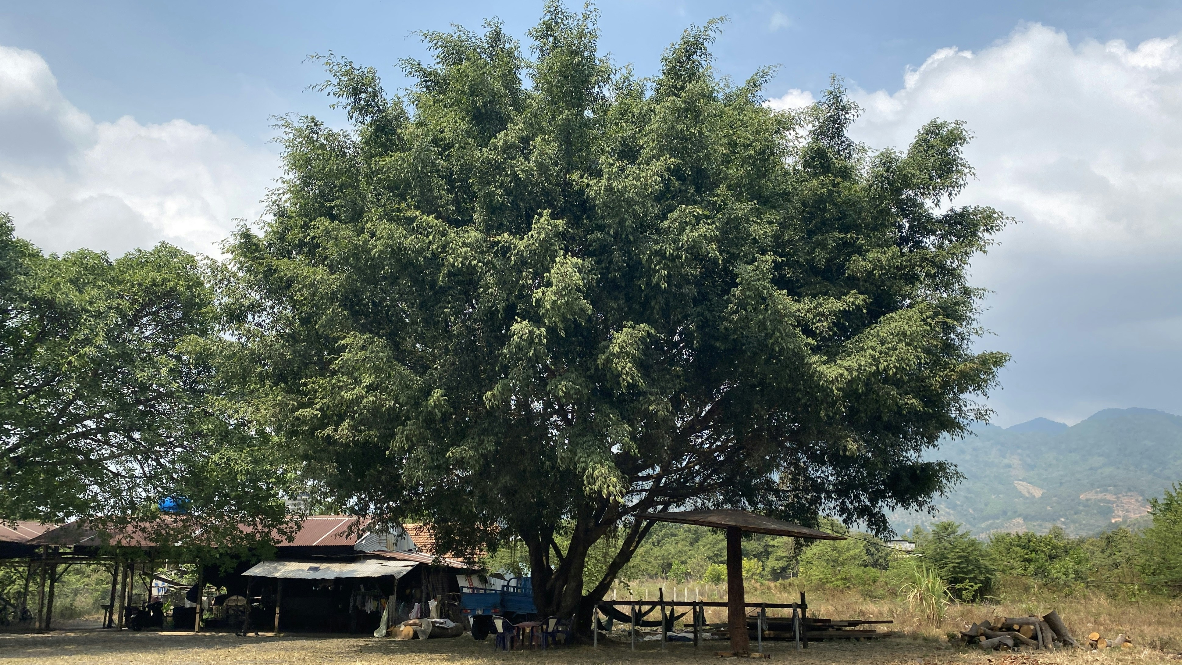 The Central Tree Framing a Quiet Rural Horizon