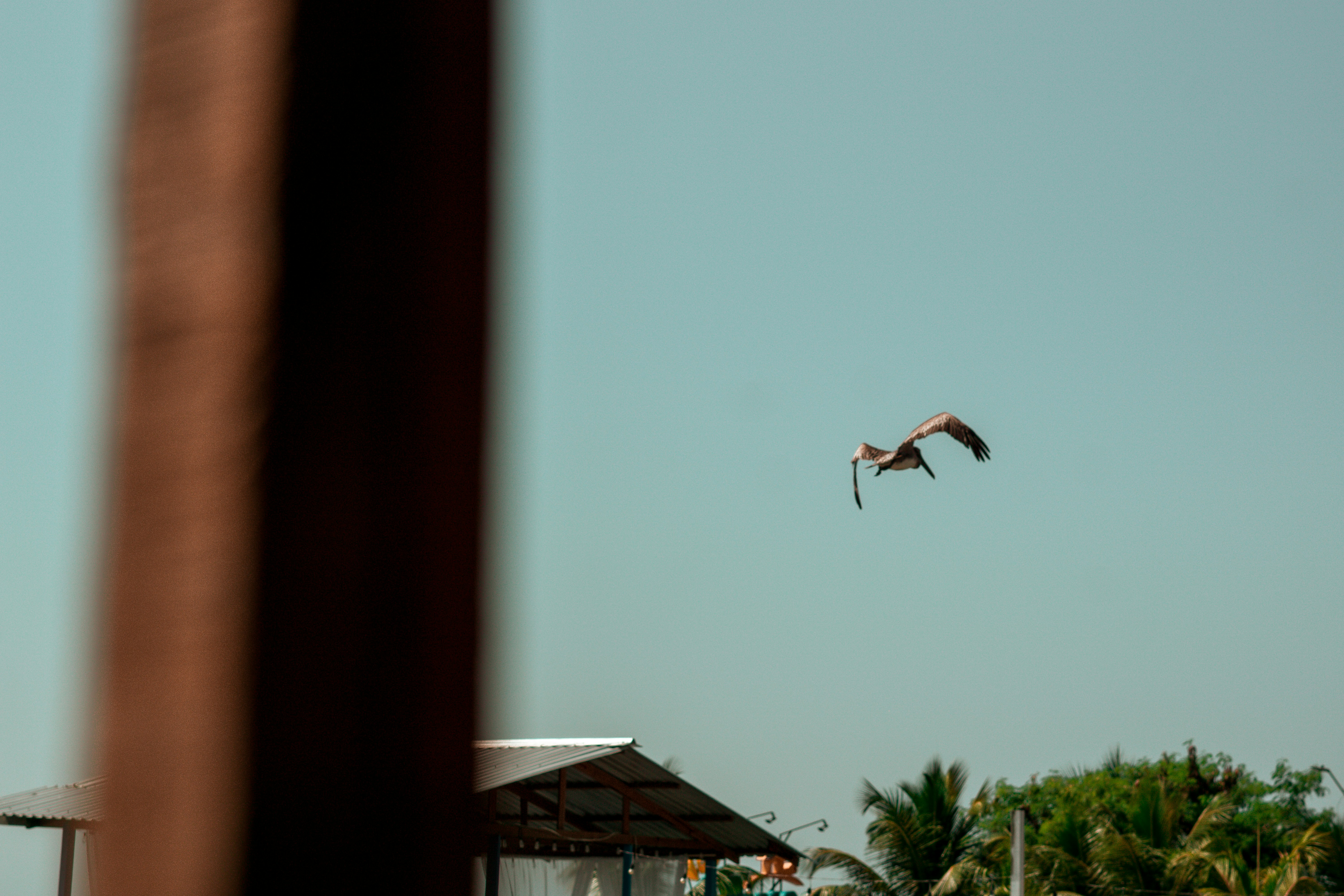 Gull in Transit Over a Tropical Rooftop Line