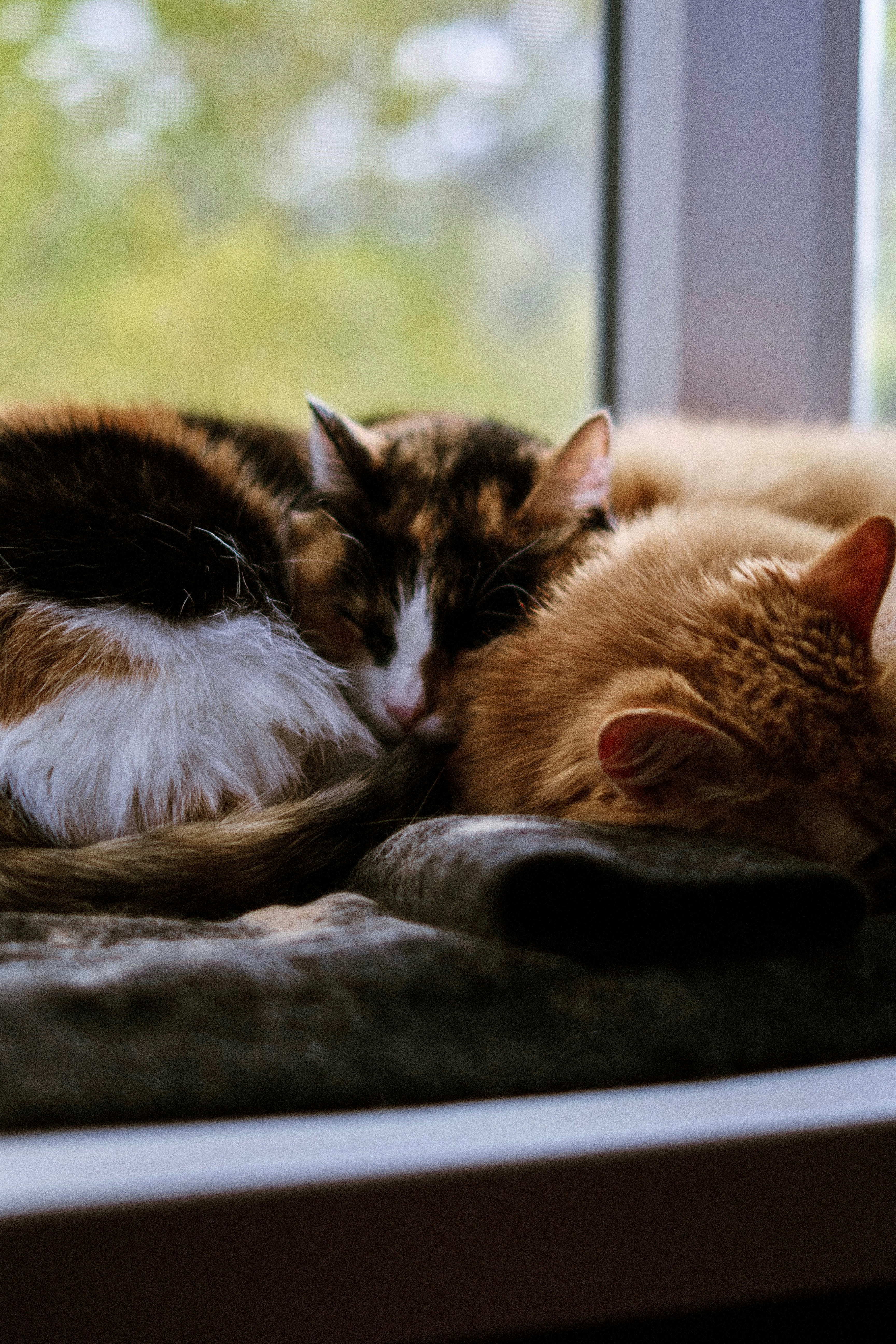 A couple of cats laying next to each other on a window sill photo ...