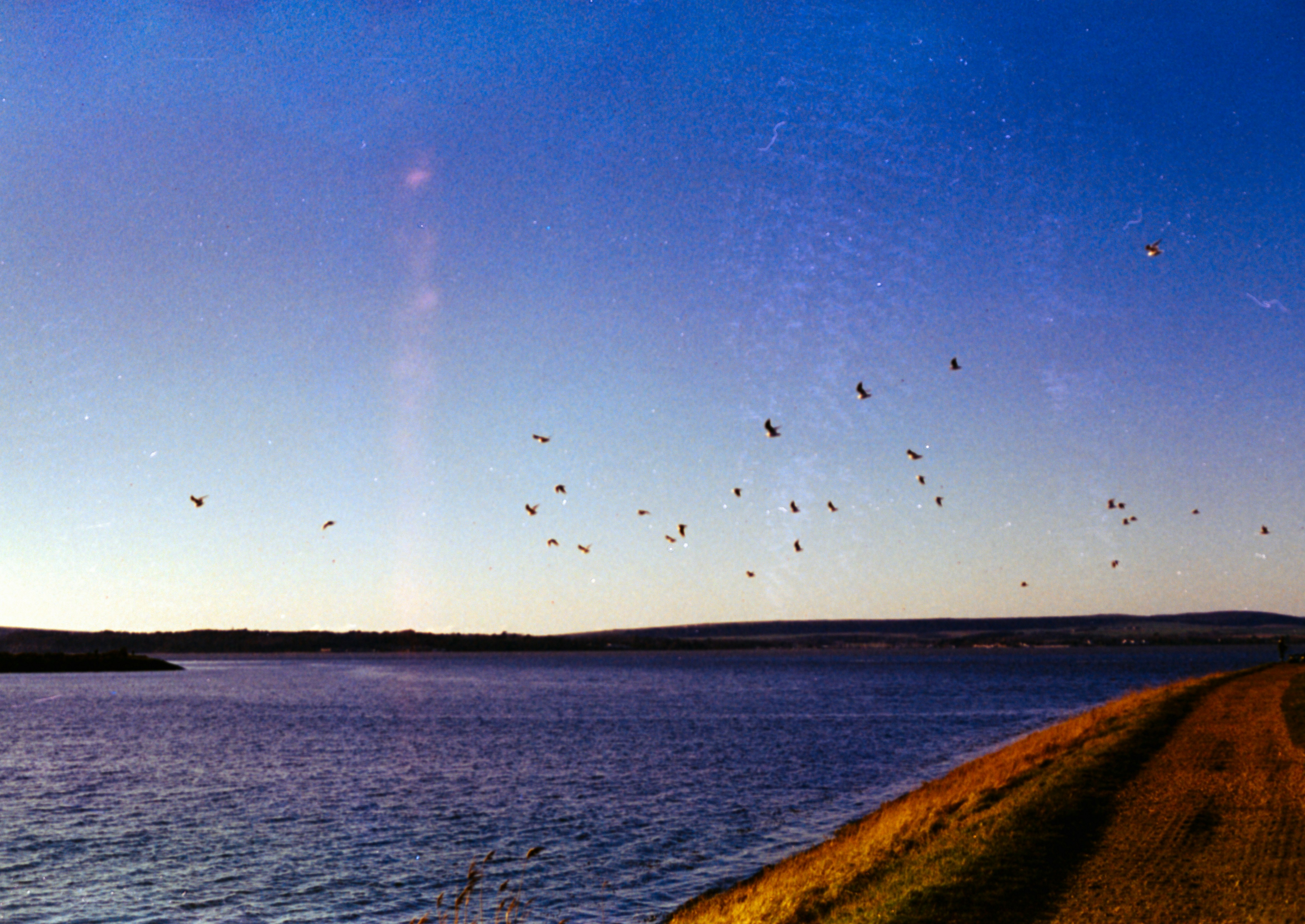 A flock of birds flying over a body of water photo – Free Coast Image ...