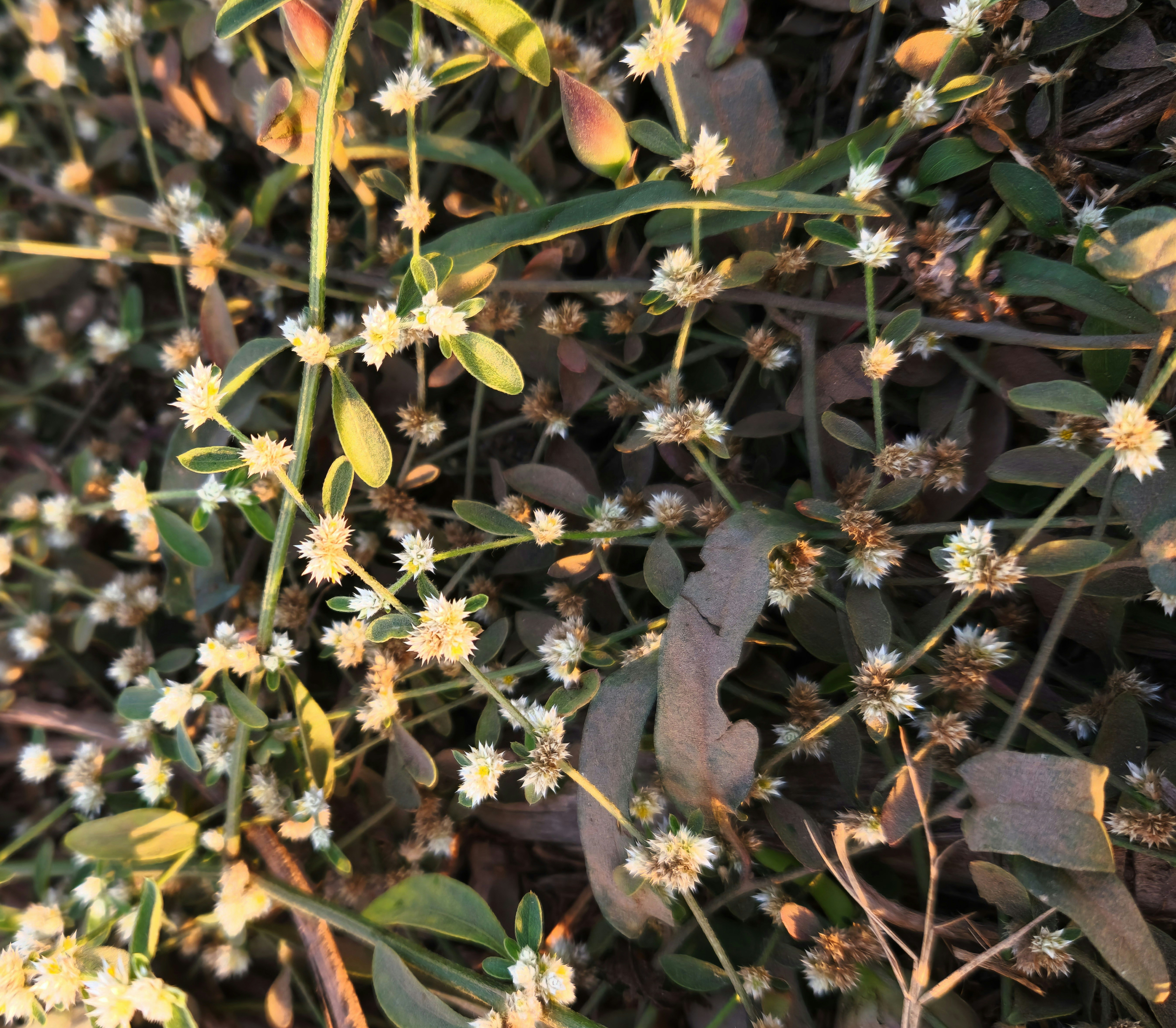 In India, the Sessile Joyweed are seen very commonly on hillsides, roadsides, parks, unoccupied land and along with other cultivation. They are characterized by their tufts of white flowers that grow on all the nodes of the plant, covering the ground with white blooms. Sessile joyweed grows horizontally long the ground with thin long stems that only reaches a height of 1 meters, but spreads along the ground for several meters. The stem can also produce roots along the nodes enabling it to spread rapidly.