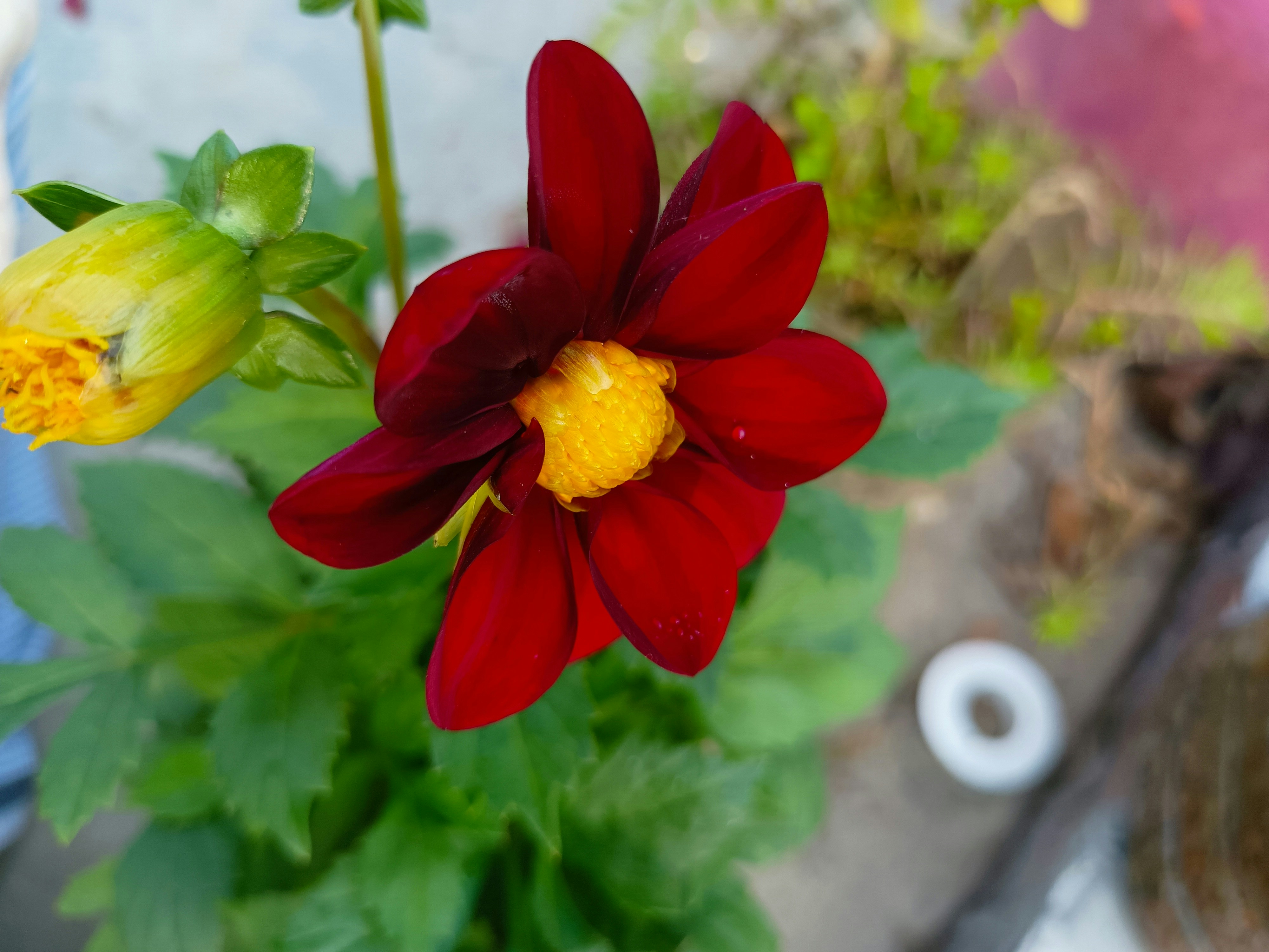 Deep red flower with yellow center amidst green foliage on a city balcony.