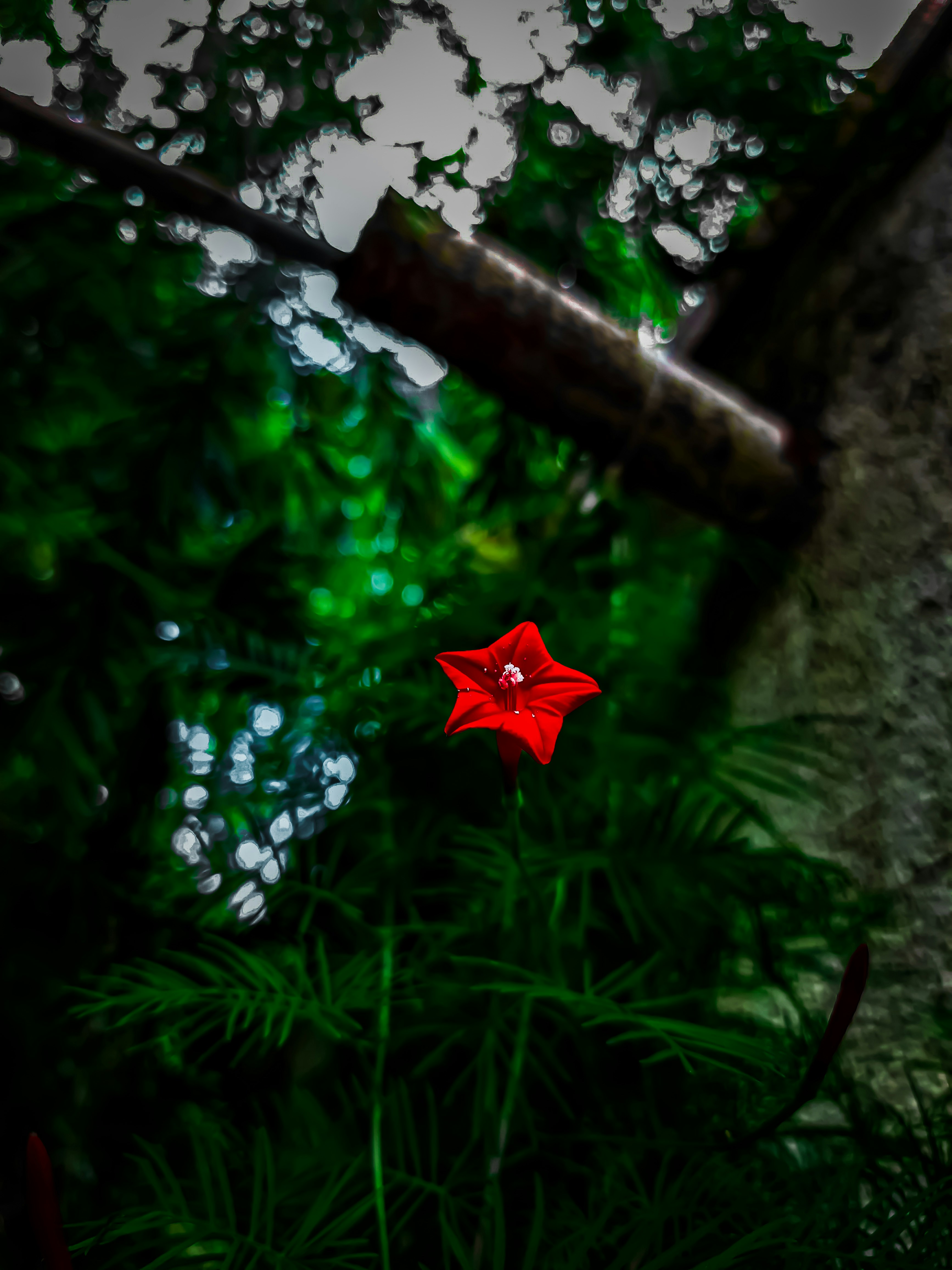 Crimson Star Amid Emerald Veil