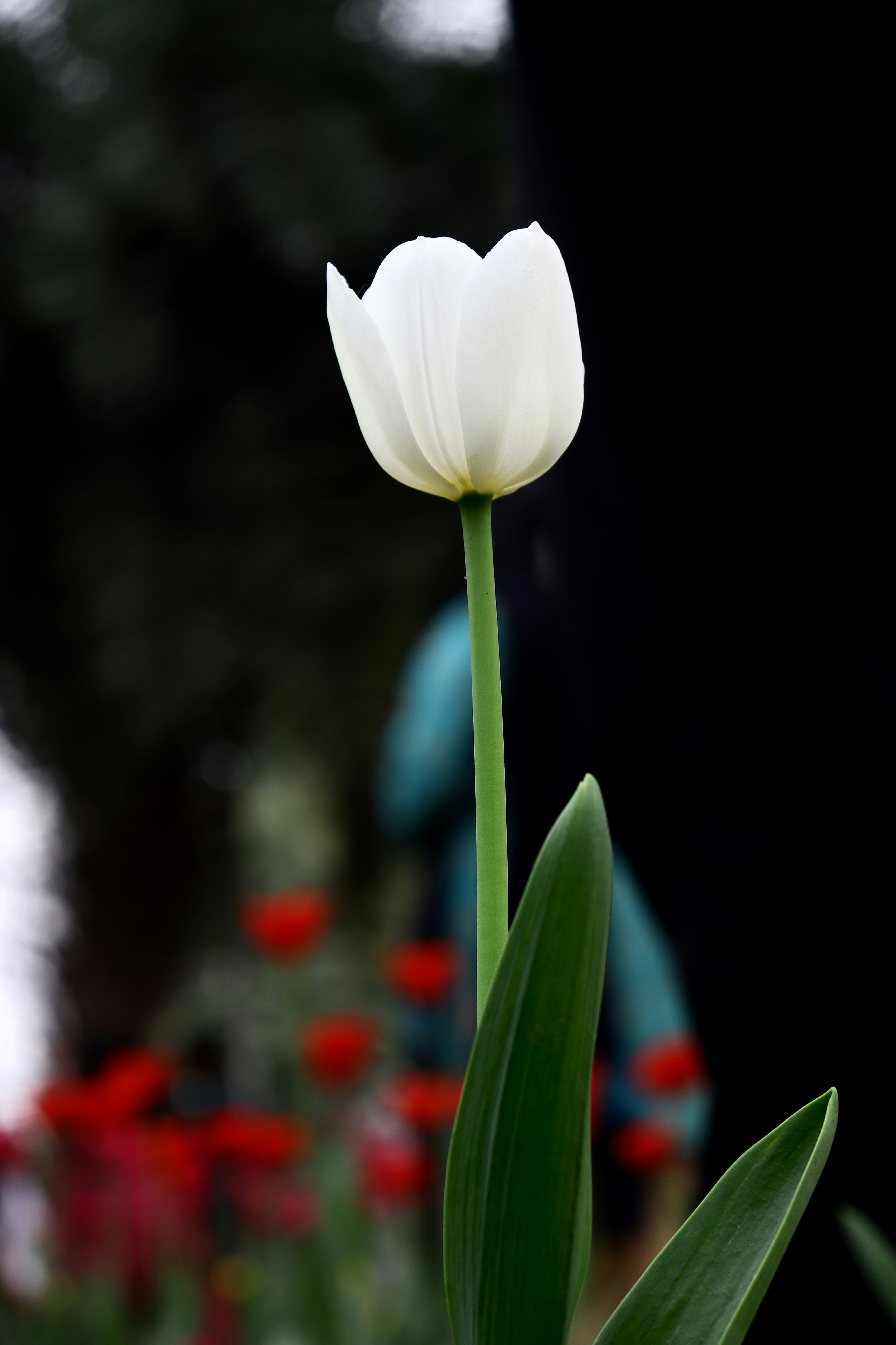 A single white tulip in a garden photo – Free Shantipath Image on Unsplash