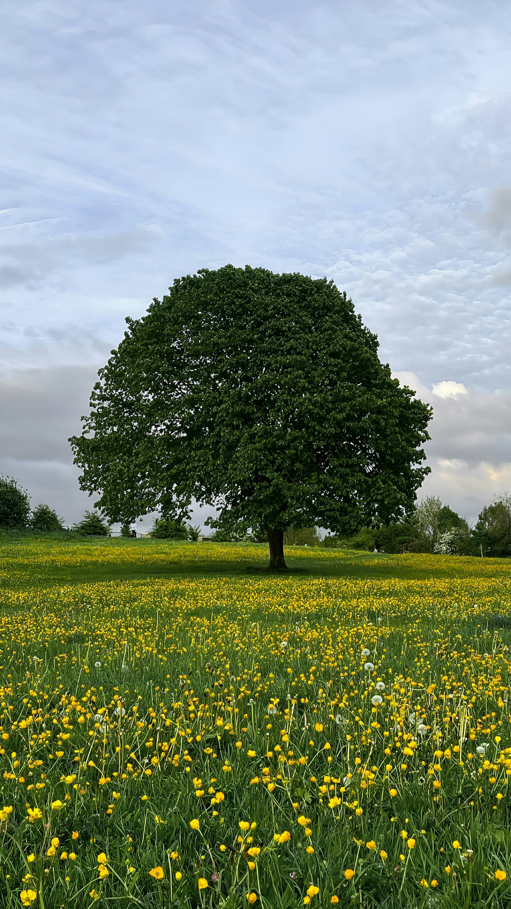 Un grand arbre assis au milieu d’un champ photo – Photo Arbre Gratuite ...