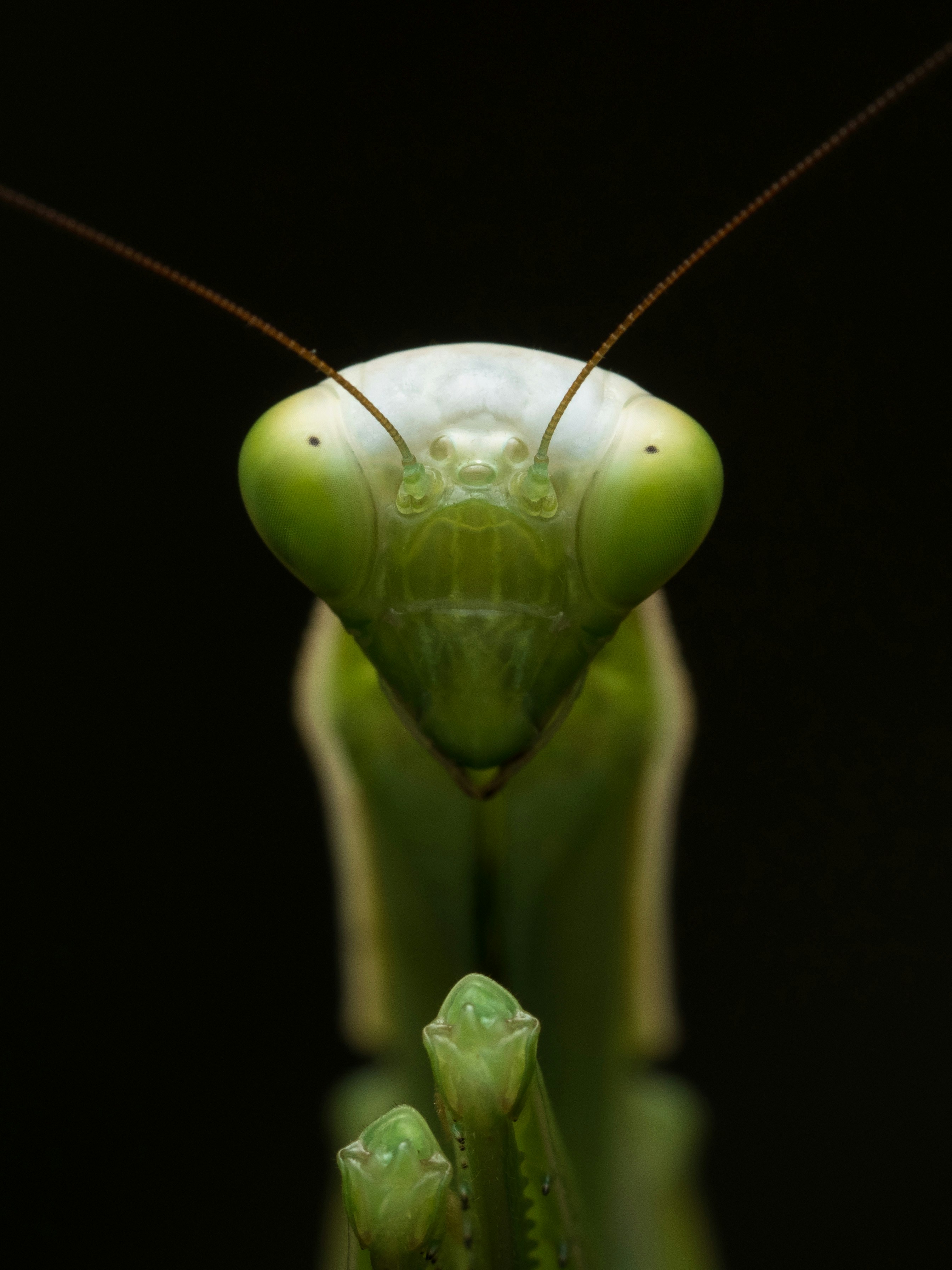 A close up of a praying mantissa on a black background photo – Free ...