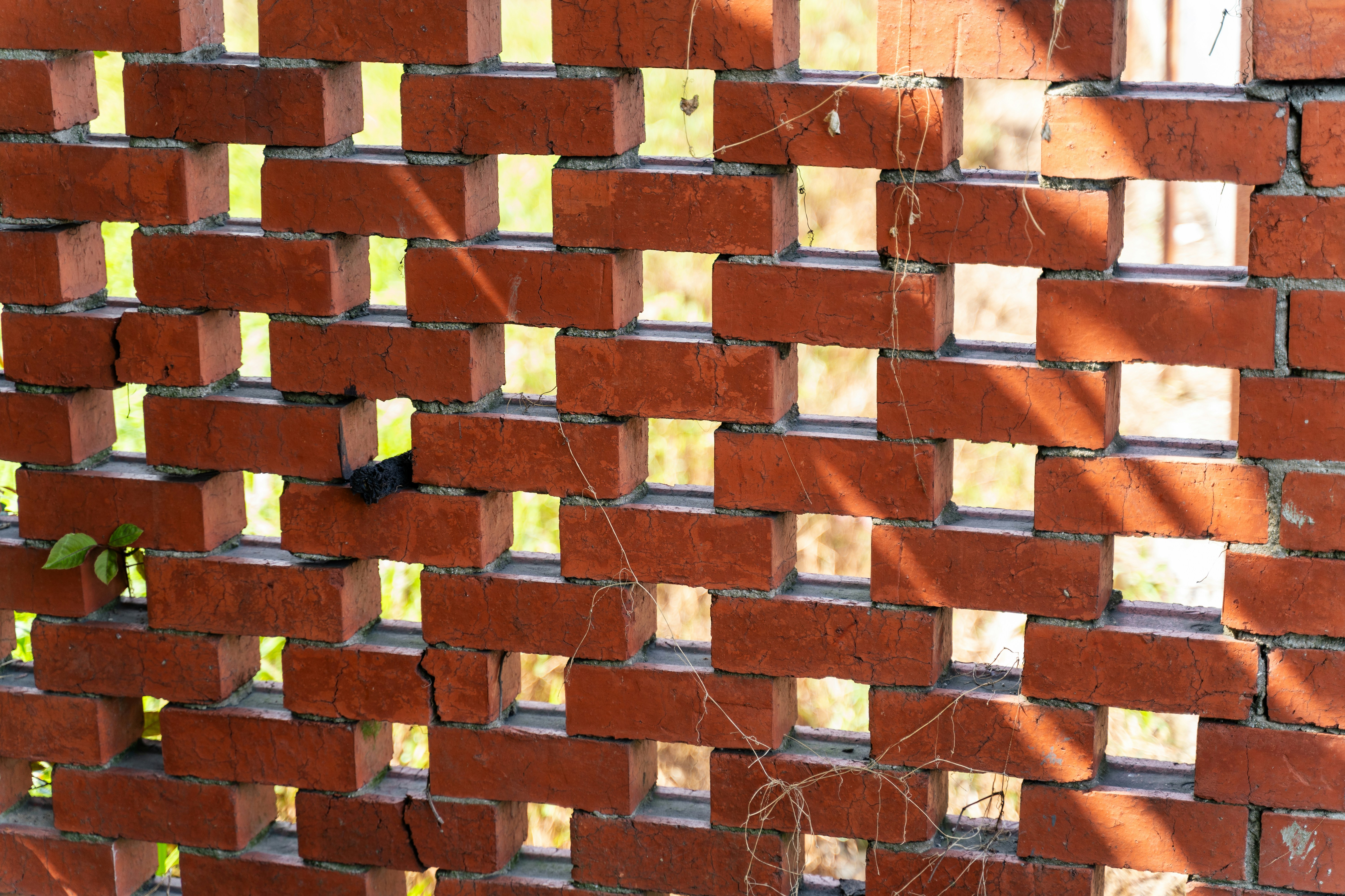 Sunlit Brick Lattice with Weeds and Threaded Shadows