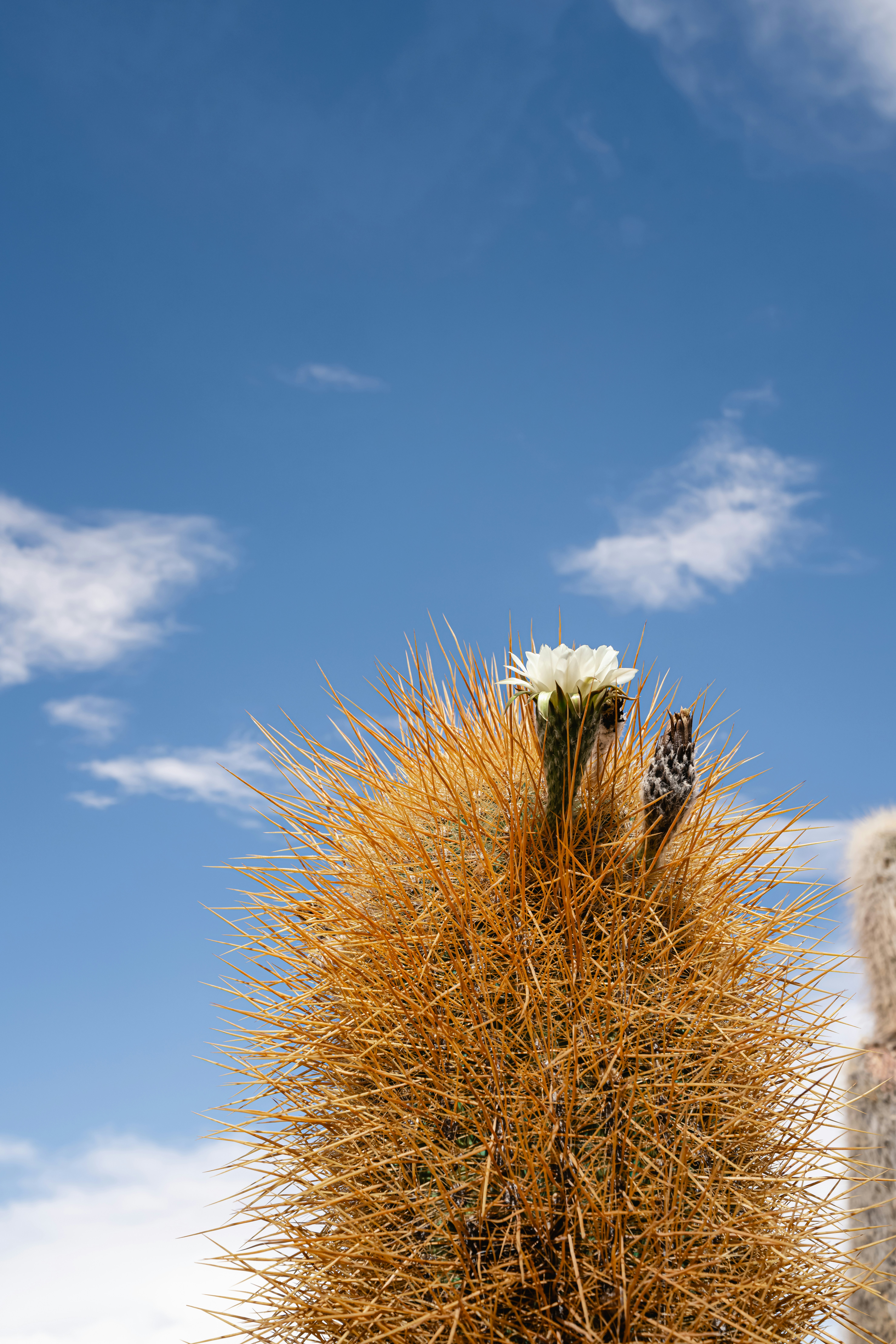 Crown of Gold Spines: White Bloom Rising from a Desert Barrel Cactus