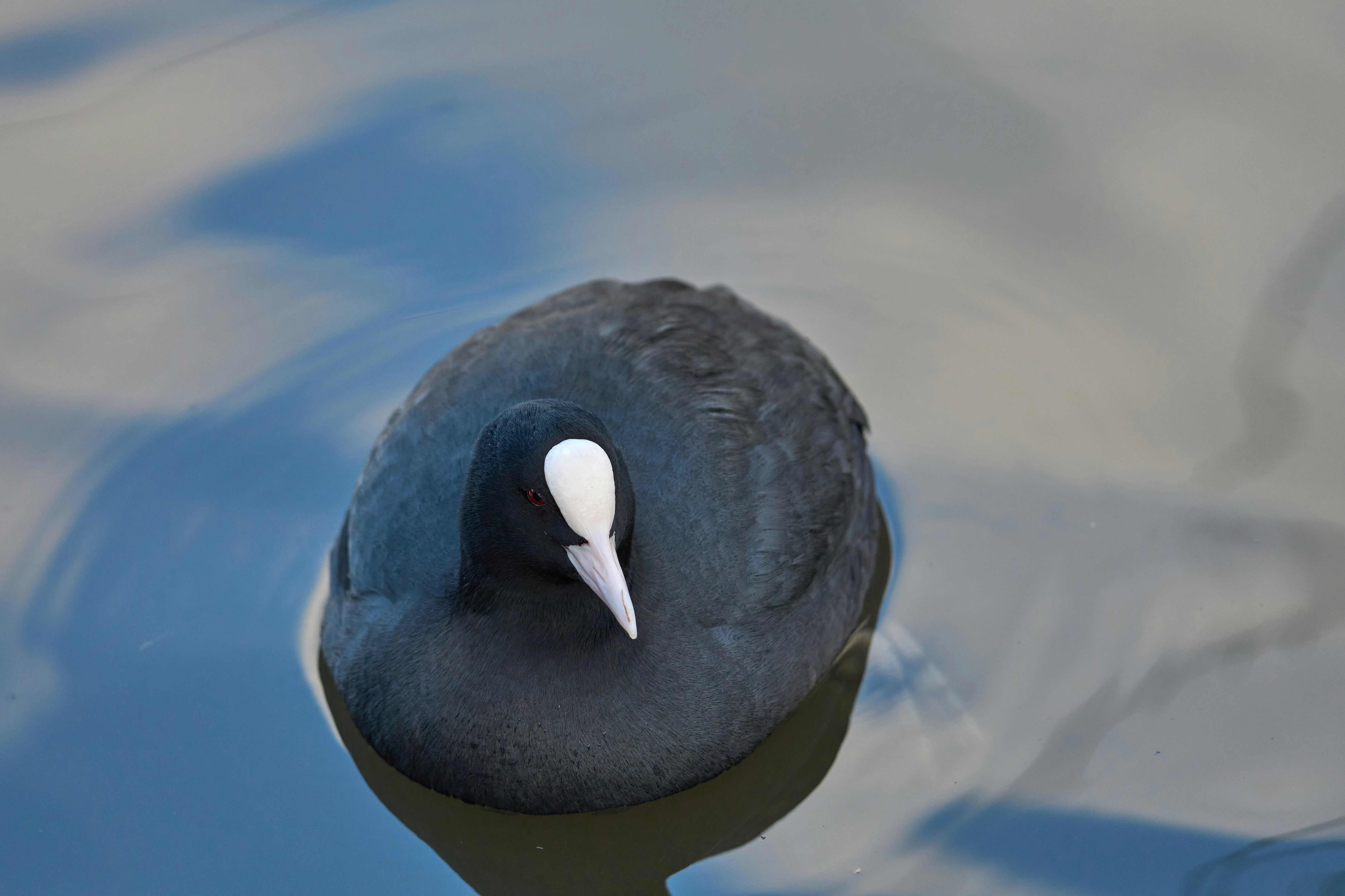 White-Beaked Coot on a Glassy Blue Mirror