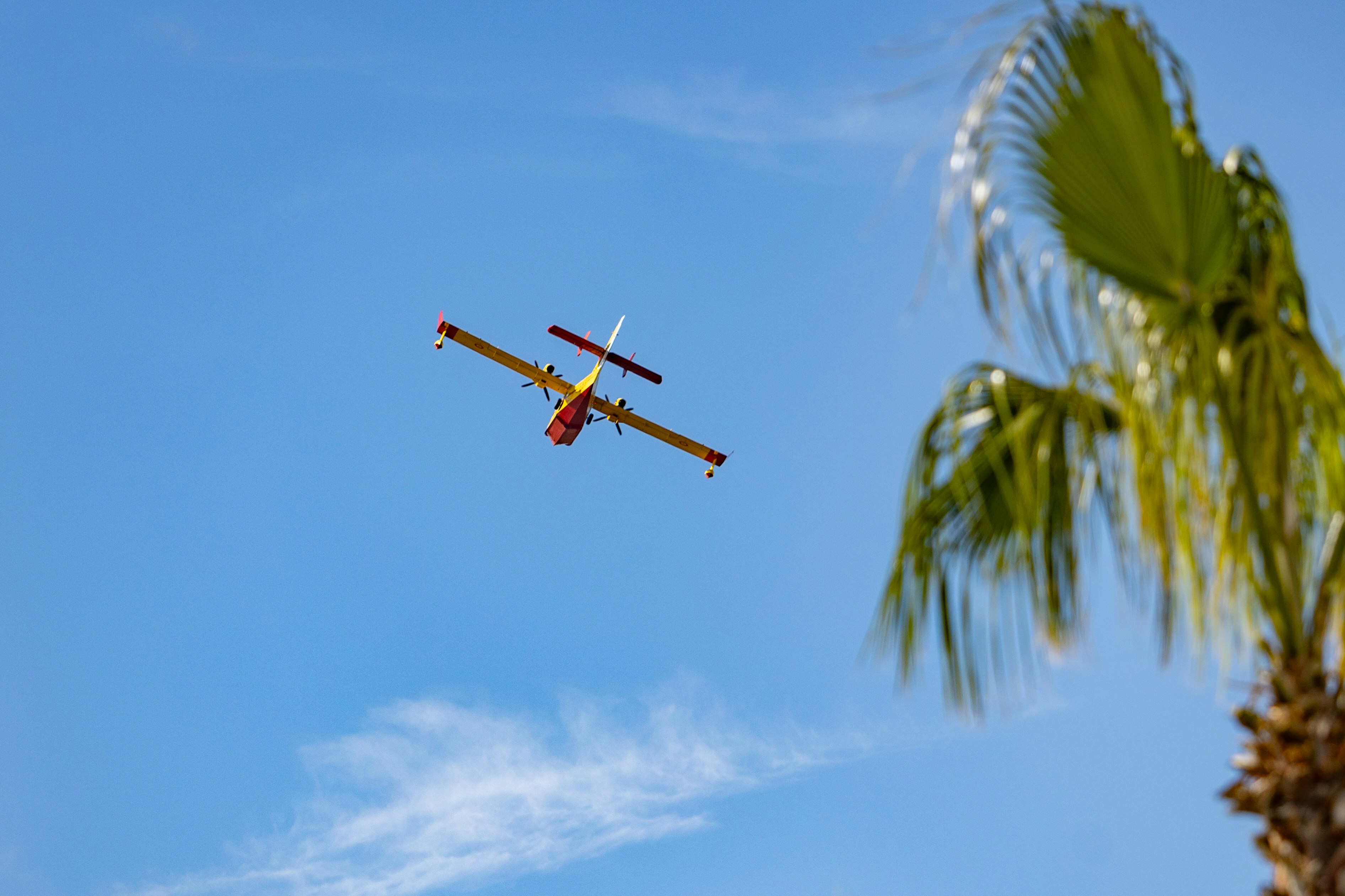 Una avioneta volando por un cielo azul junto a una palmera foto ...