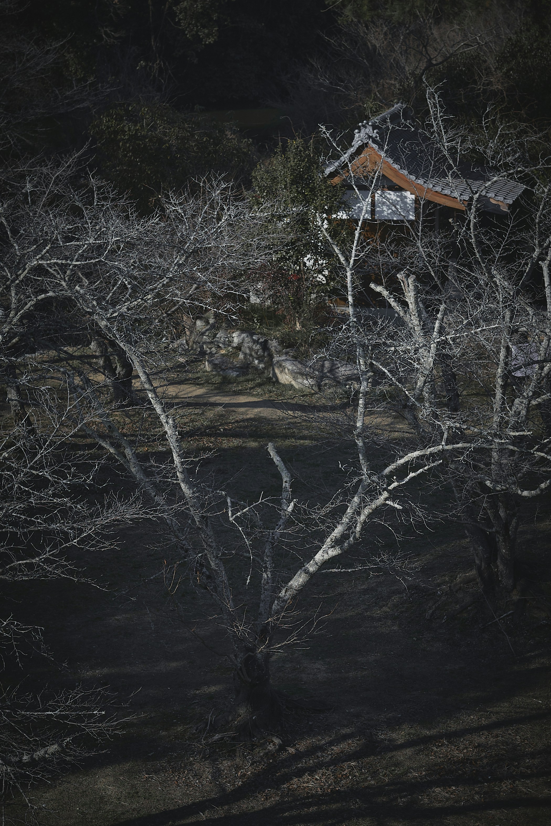 Whispering Branches and a Hidden Pavilion: Night in the Orchard