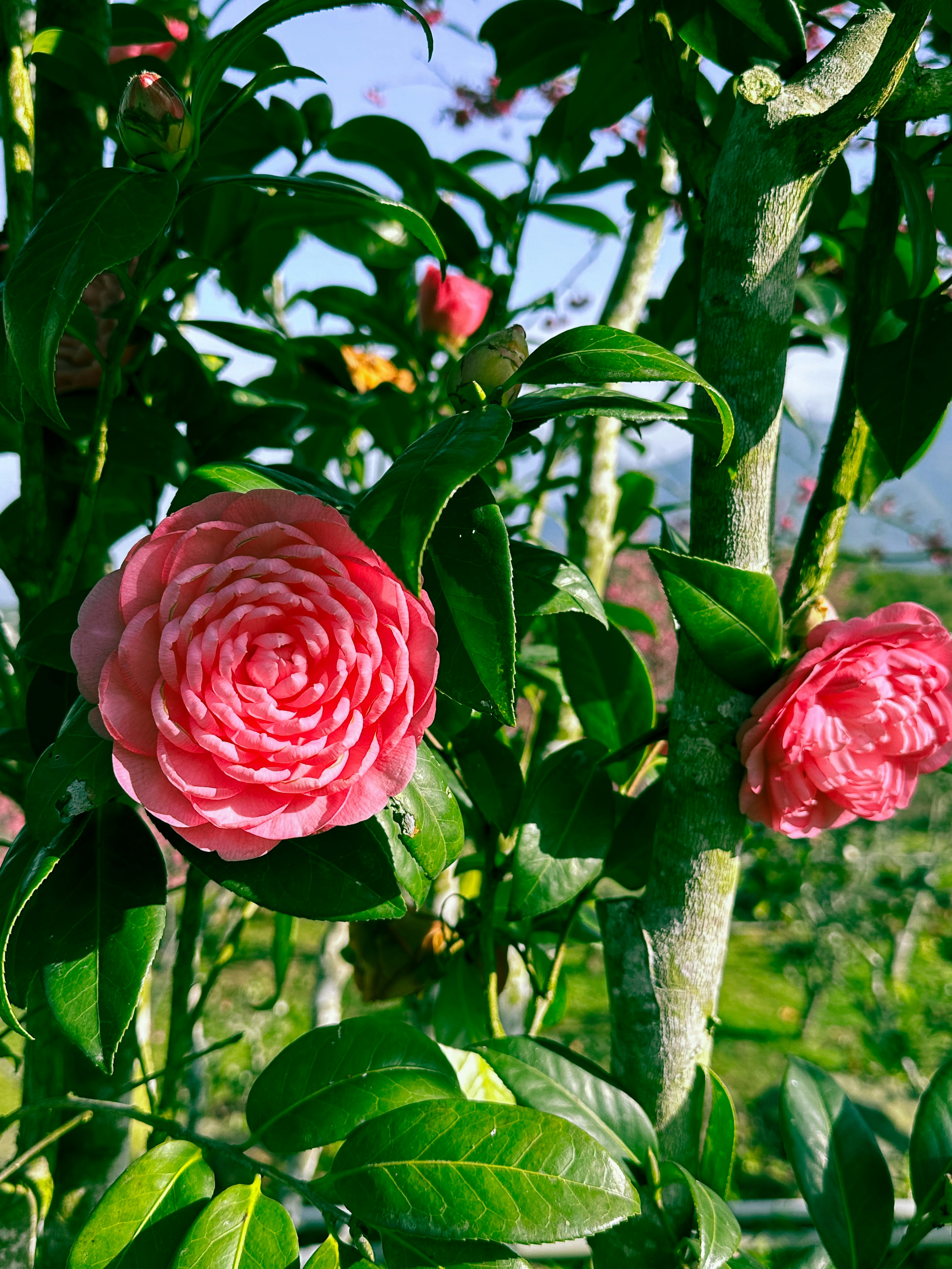 Sunlit Camellia Bloom Framed by Verdant Canopy