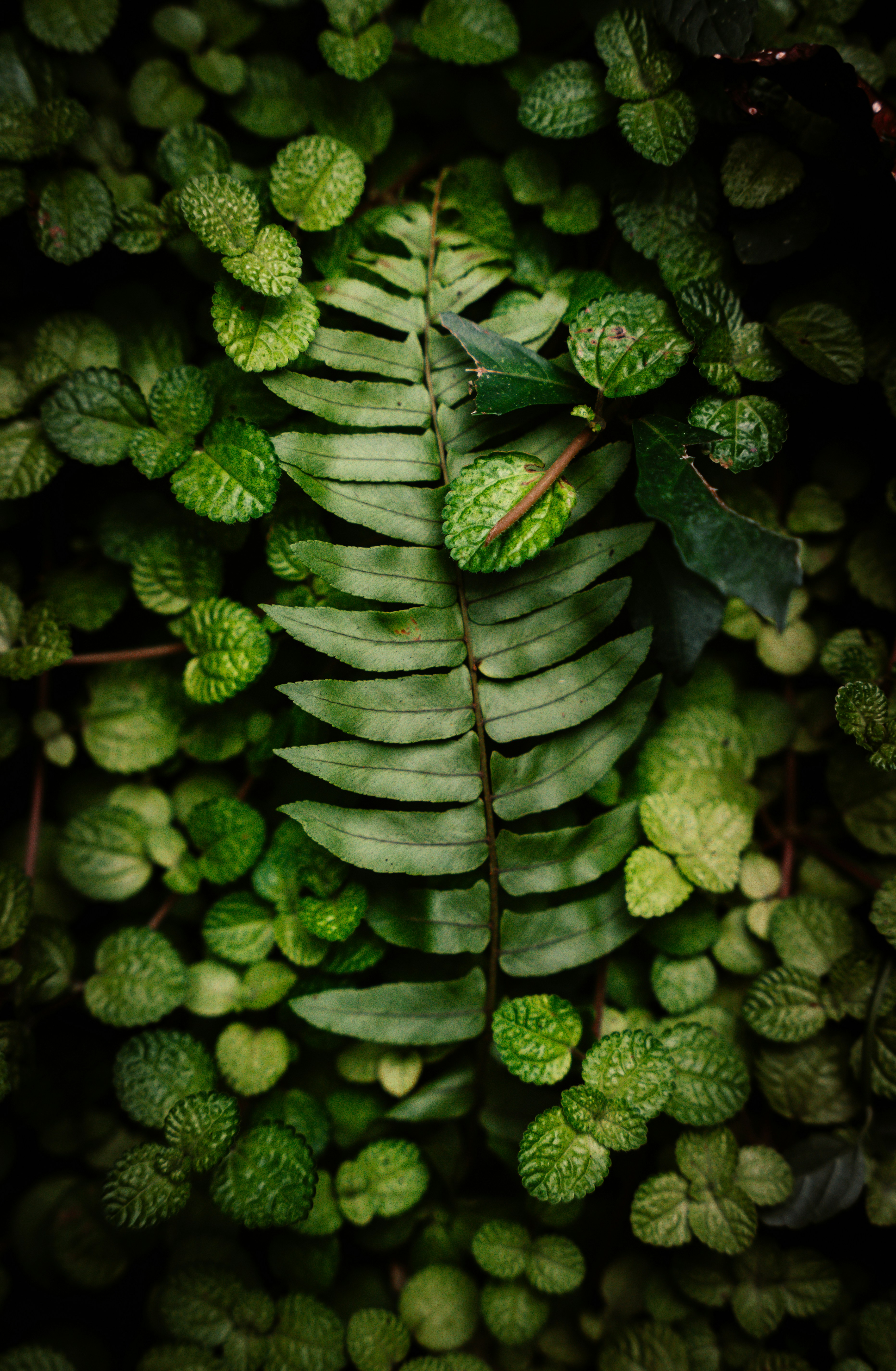 Fern Spine Rising Through a Carpet of Emerald Orbs