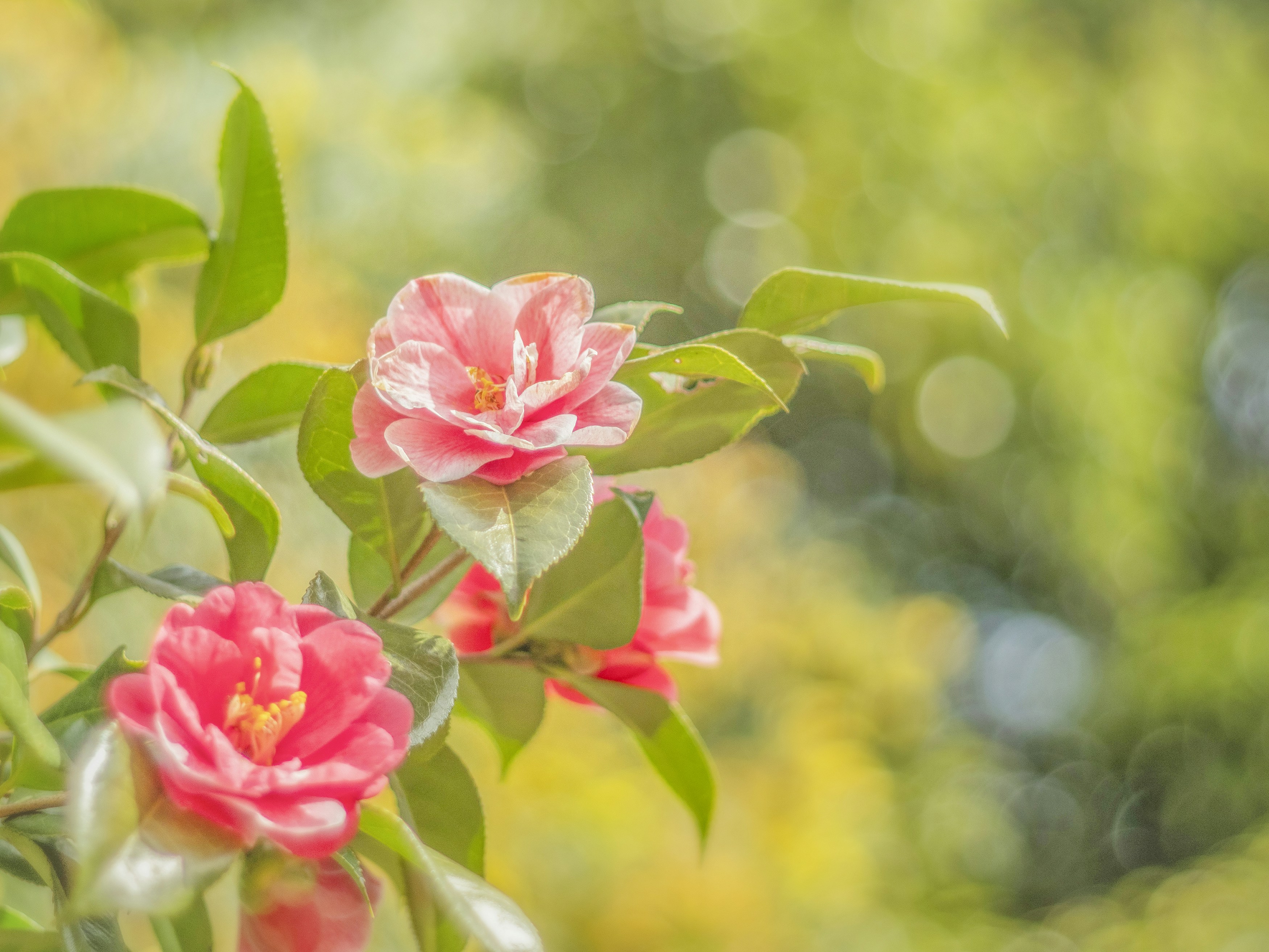 Delicate pink camellia flowers bloom amidst a softly blurred green backdrop, embodying the essence of spring's renewal.