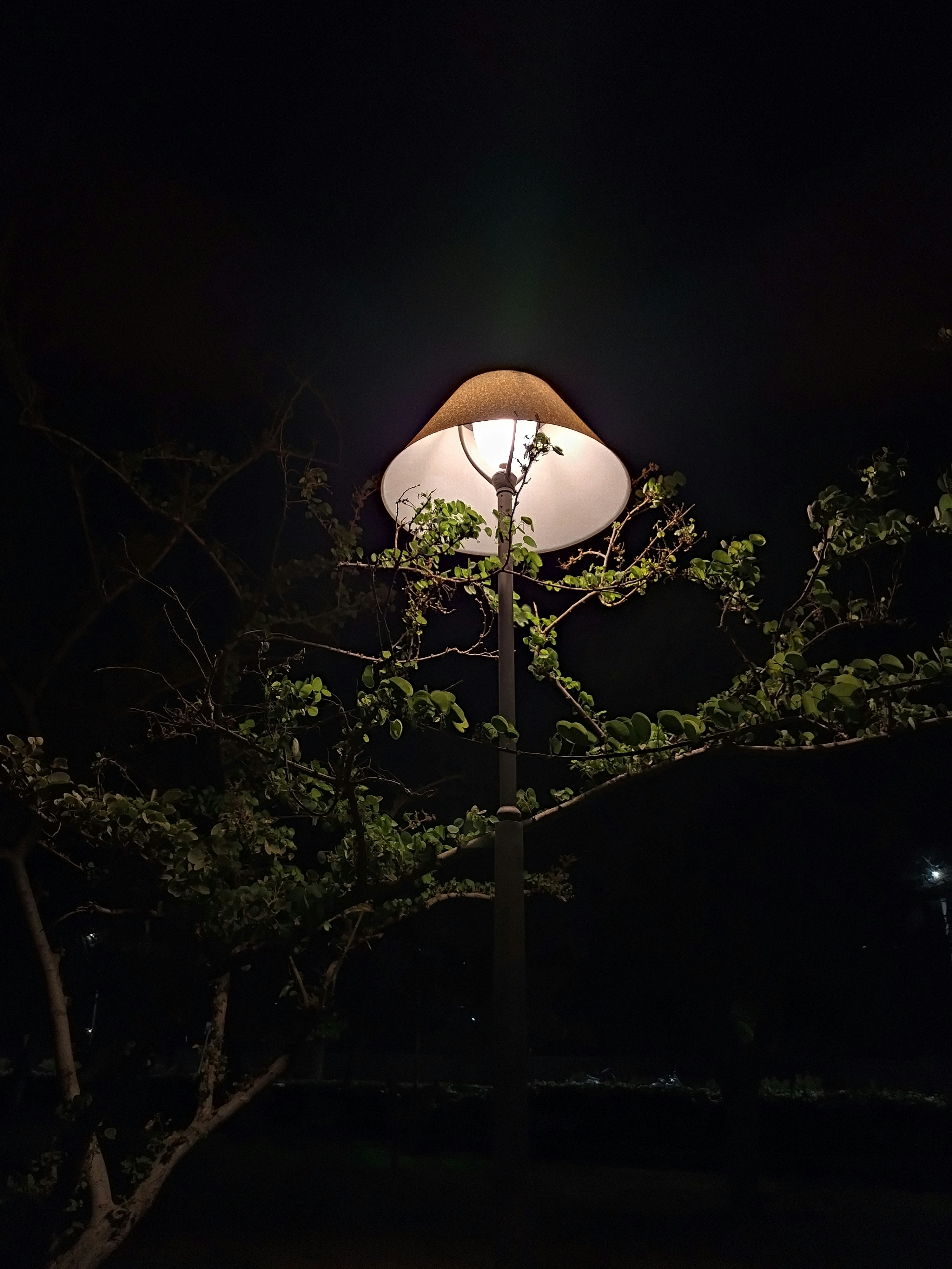 Midnight Lantern: A Quiet Glow Beneath the Branches