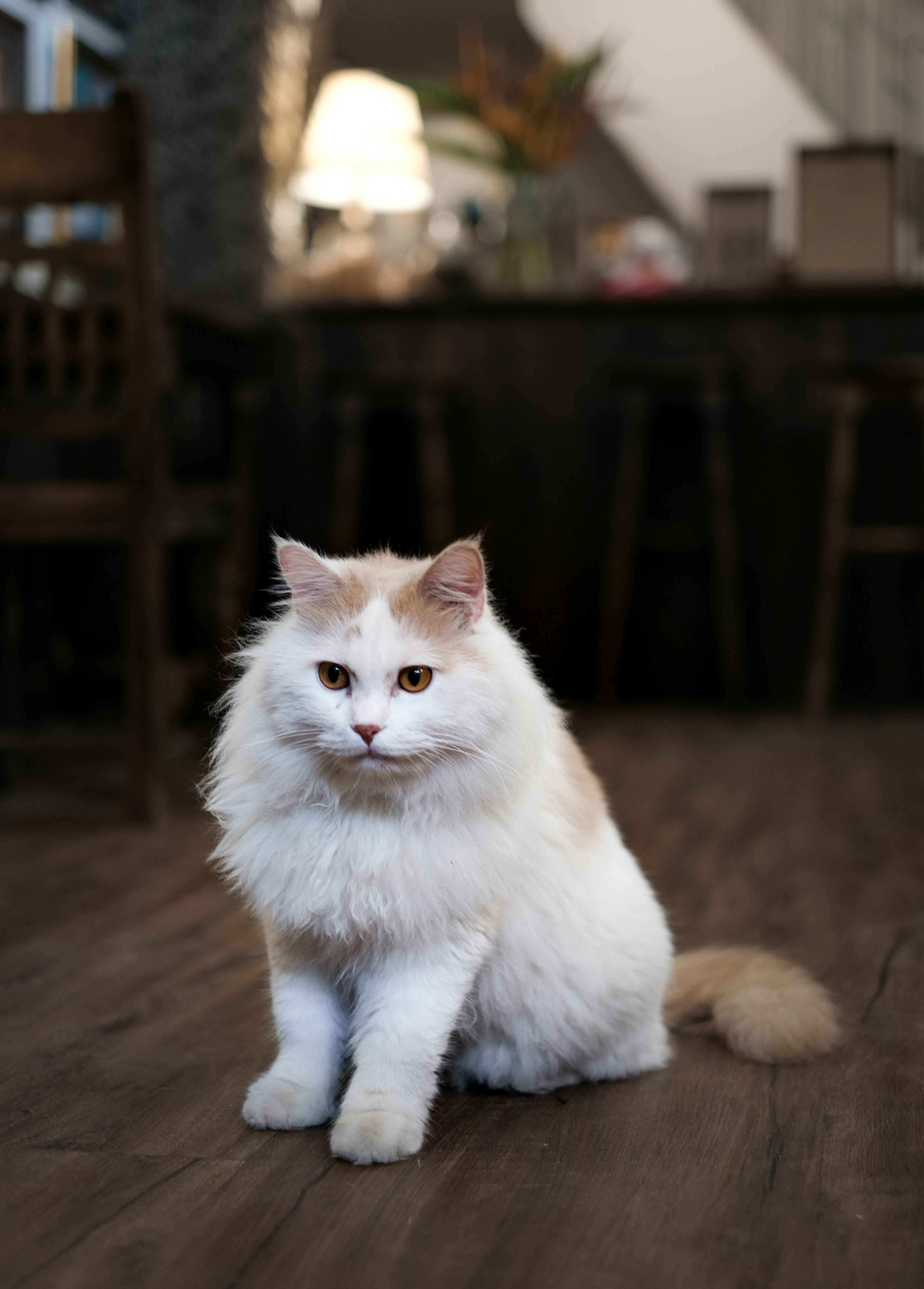 Photo by Kounotori with Fujifilm X-T3