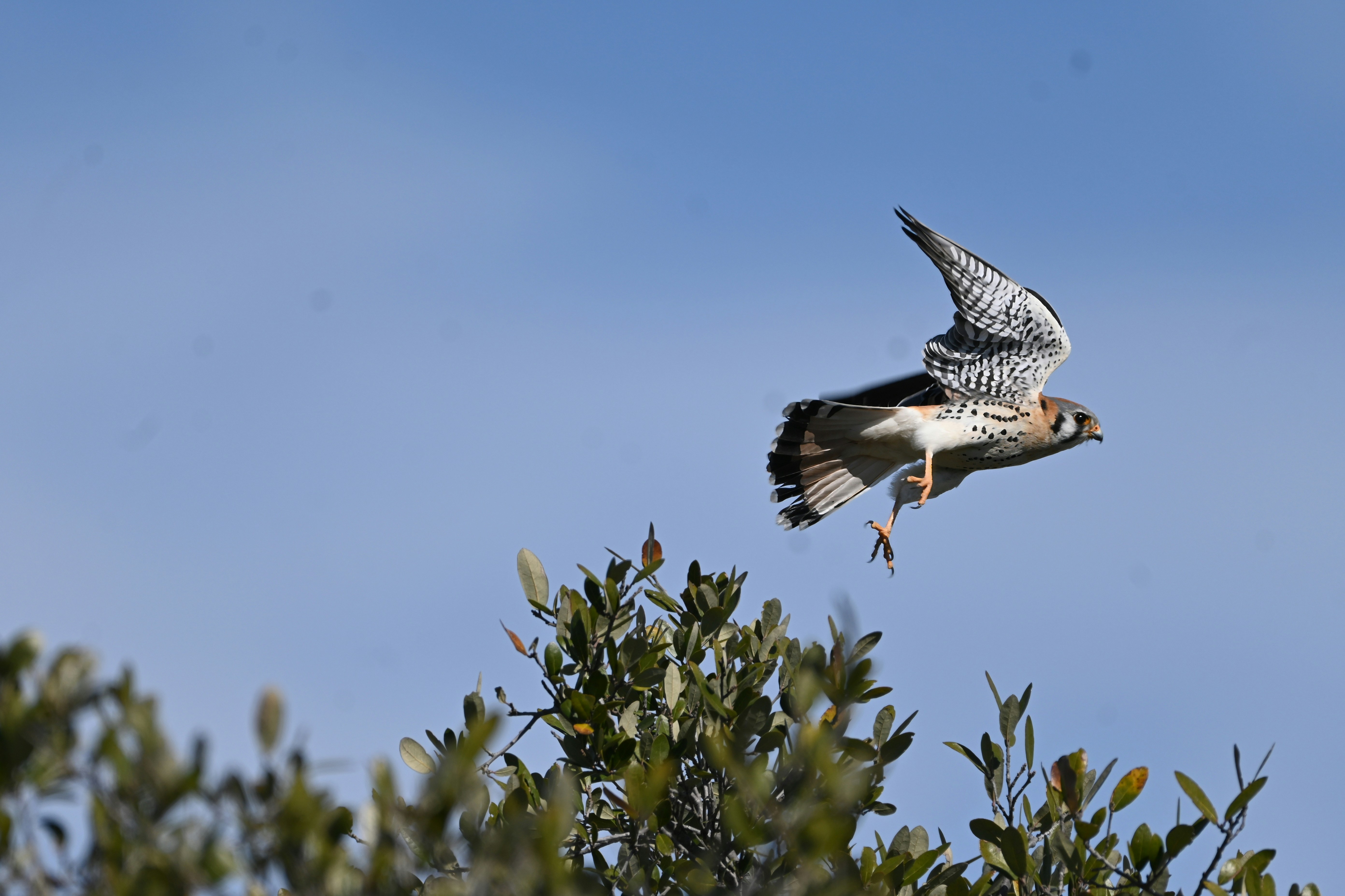 A bird flying over a tree with a fish in it's mouth photo – Free Bird ...