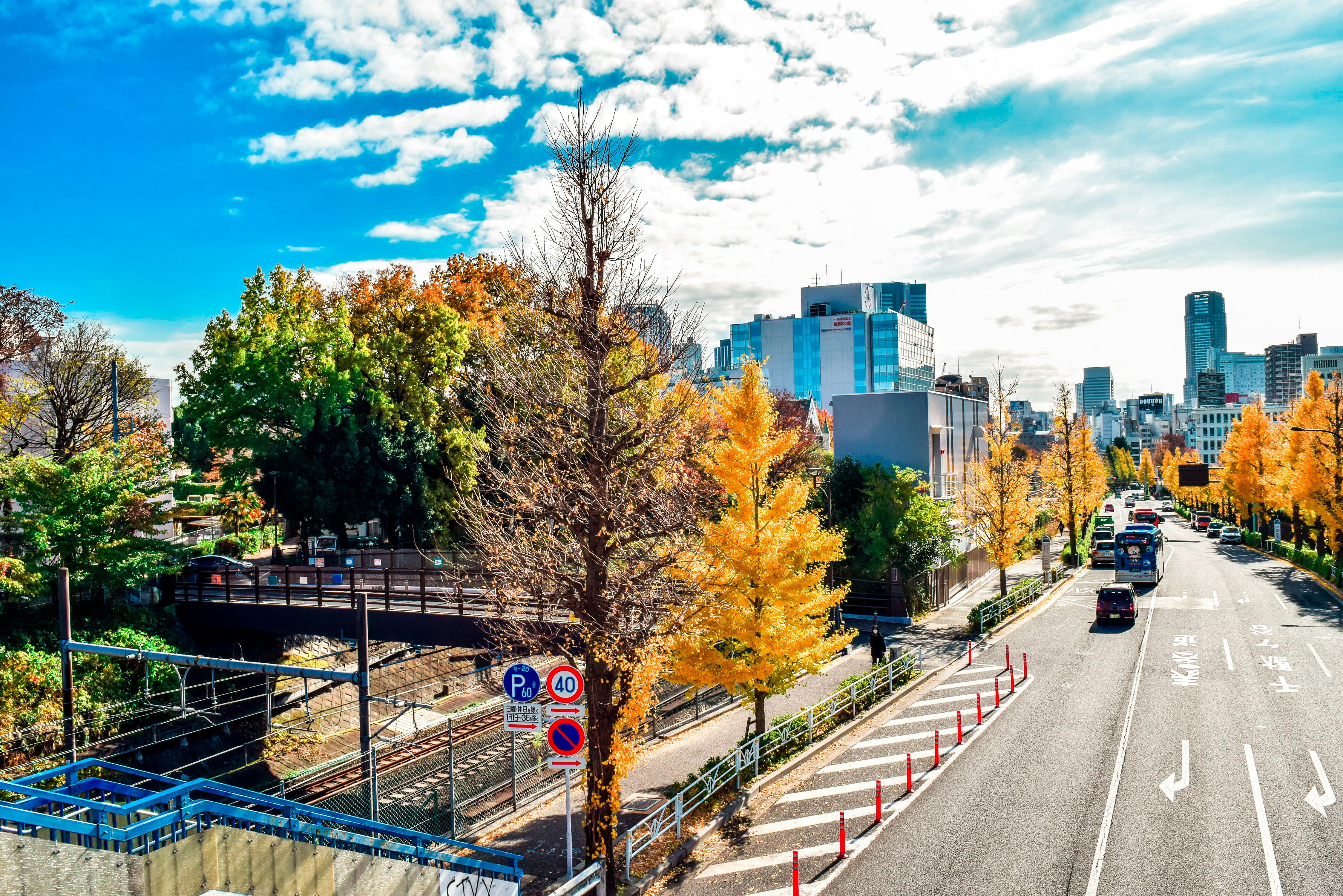 Golden Corridor: Autumn Trees Framing a City Street Toward the Distant Skyline