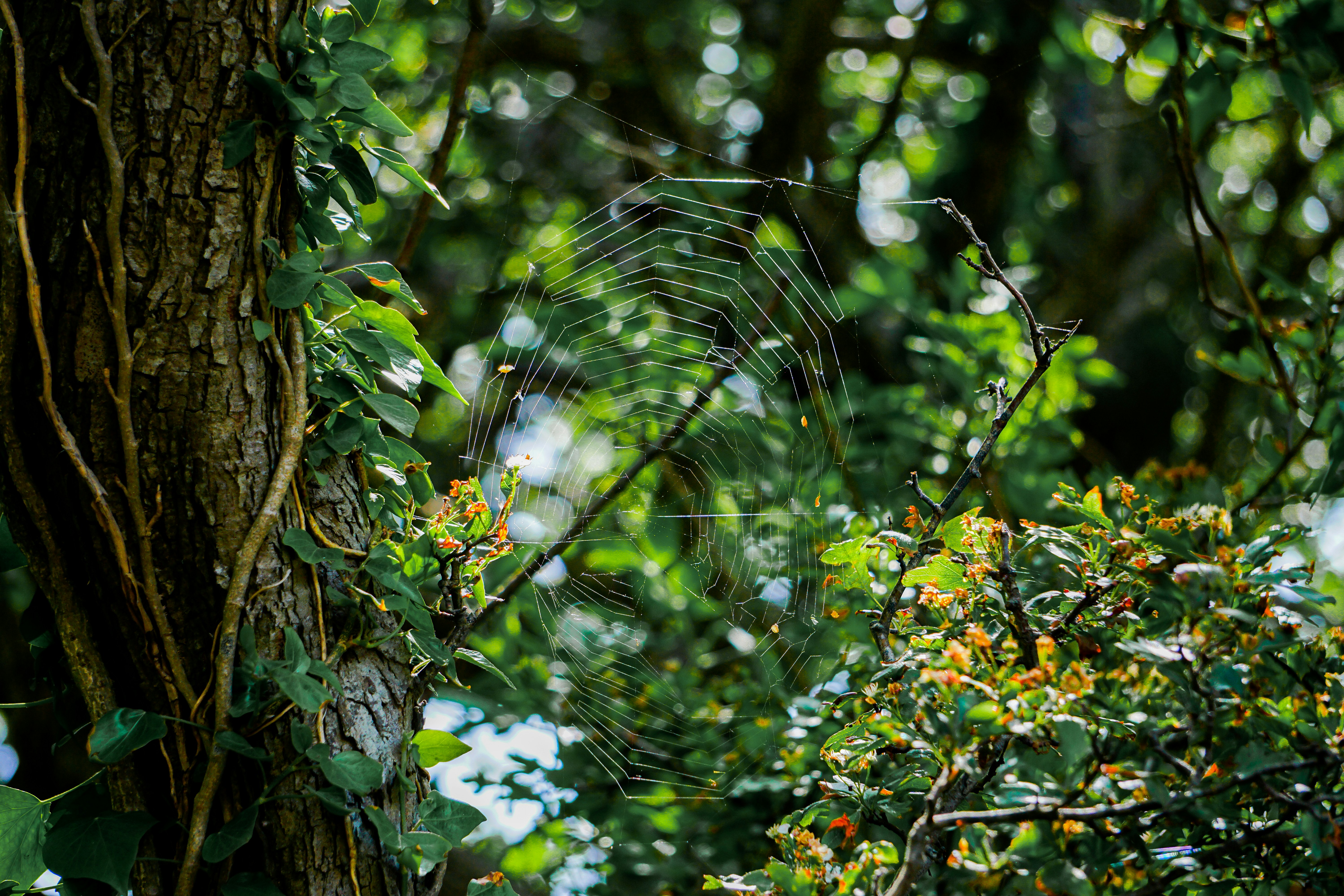 Spider Silk Geometry Framed by Ivy and Bark in Dappled Light