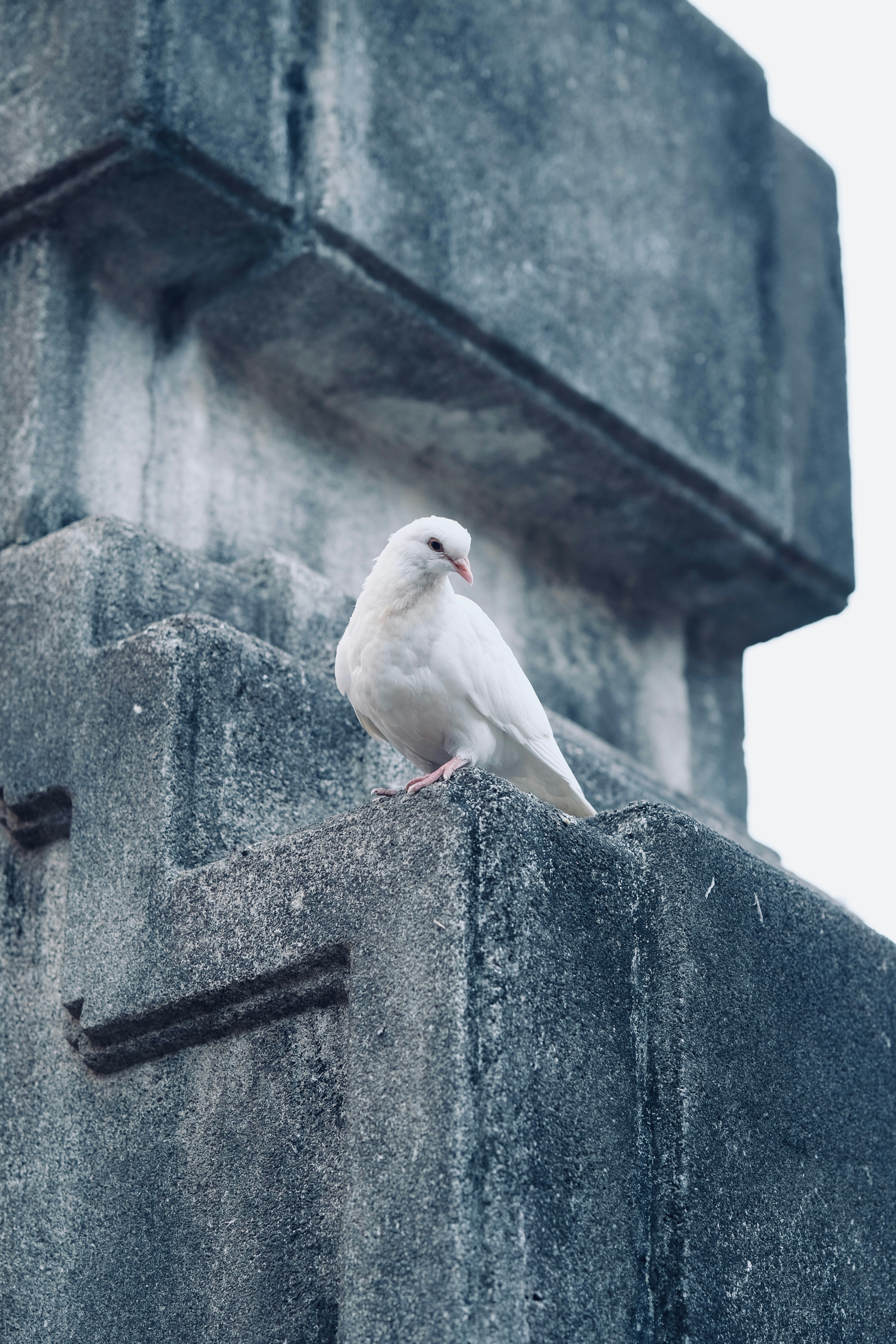 Snow-White Dove Perched on Brutalist Steps in Quiet Pale Light