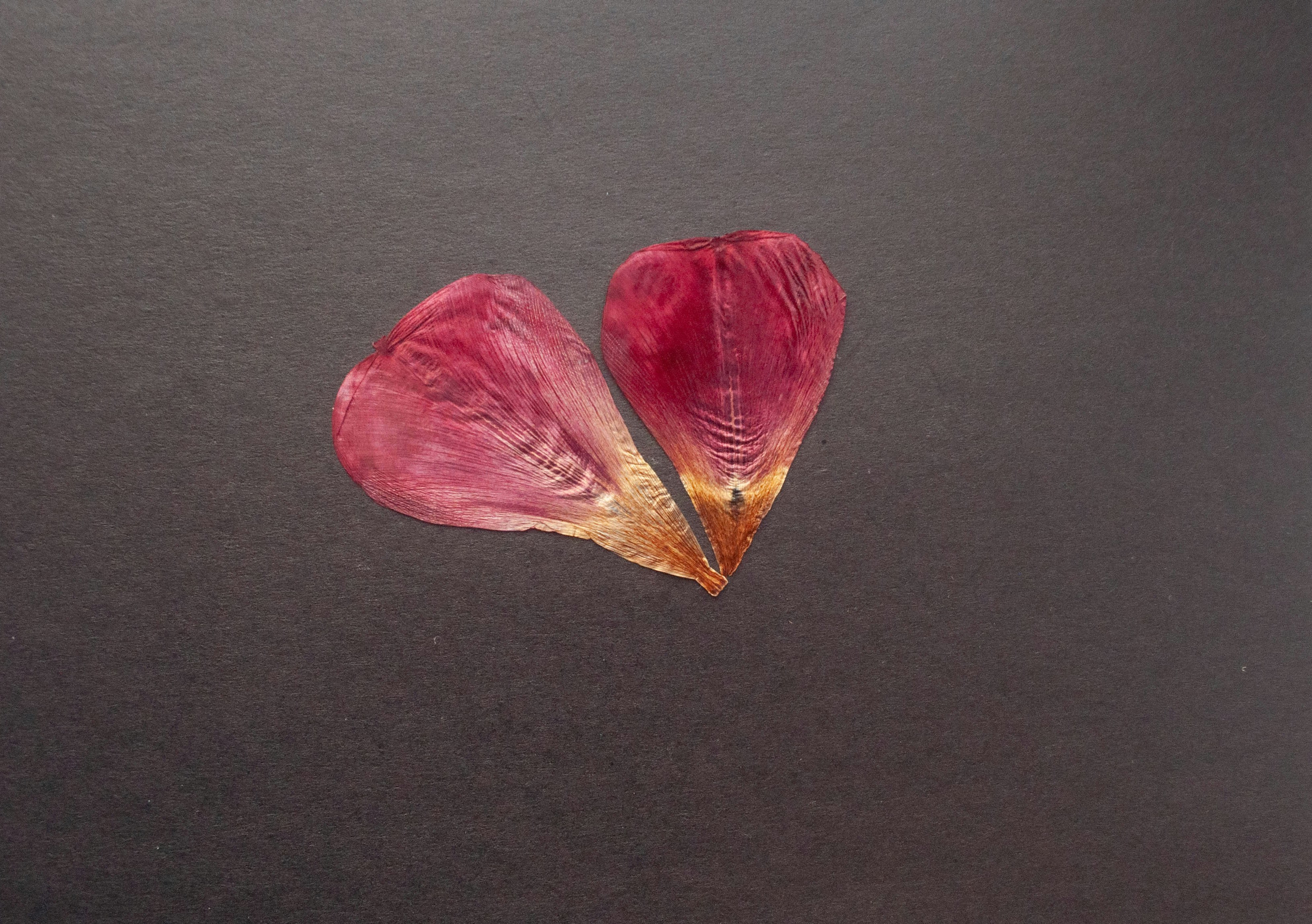 Two dried red tulip petals creating heart shape on a black paper background. Creative herbarium, love concept.