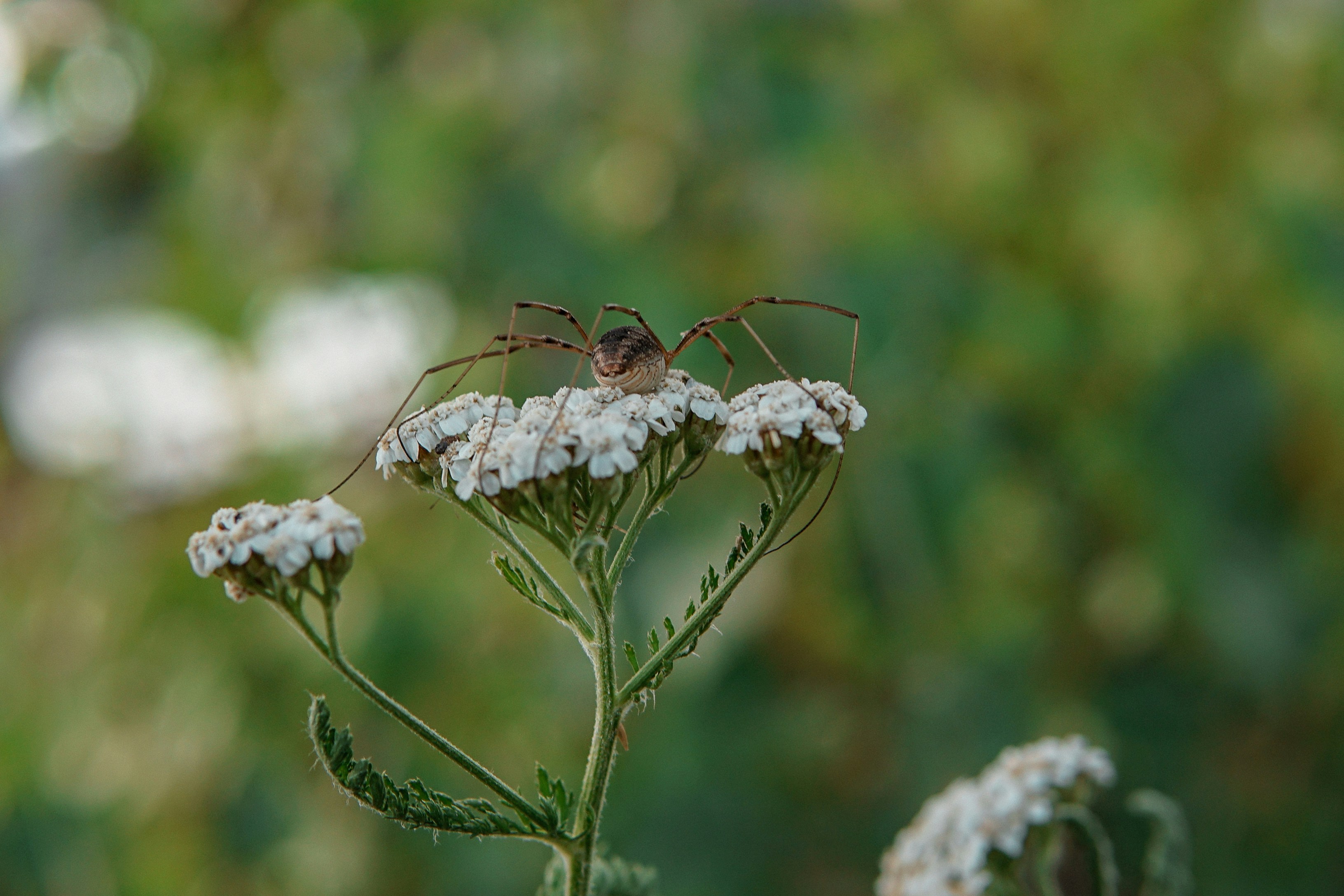 Hovering Hunter on White Umbels