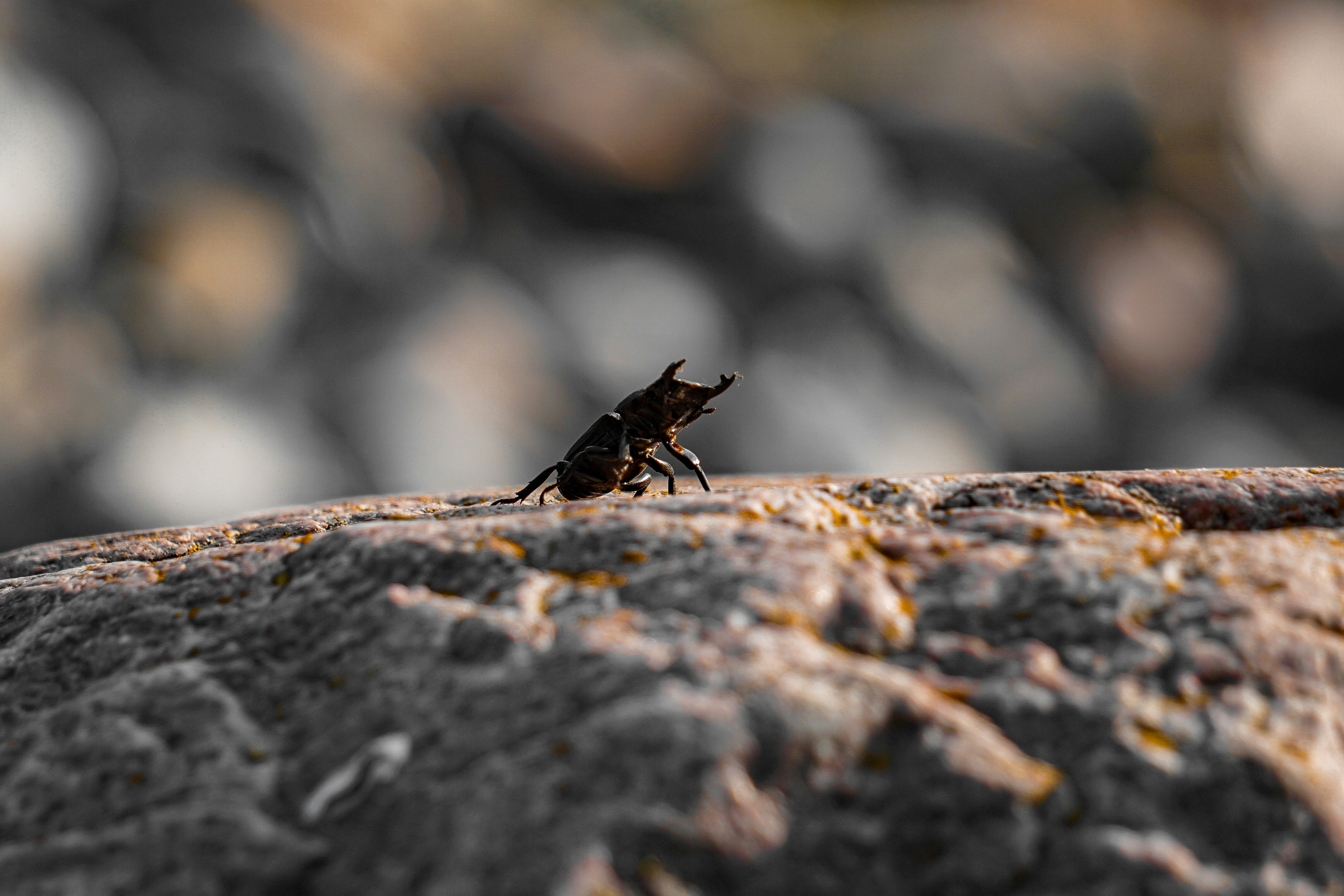 Small insect perched atop a textured rock with blurred background.