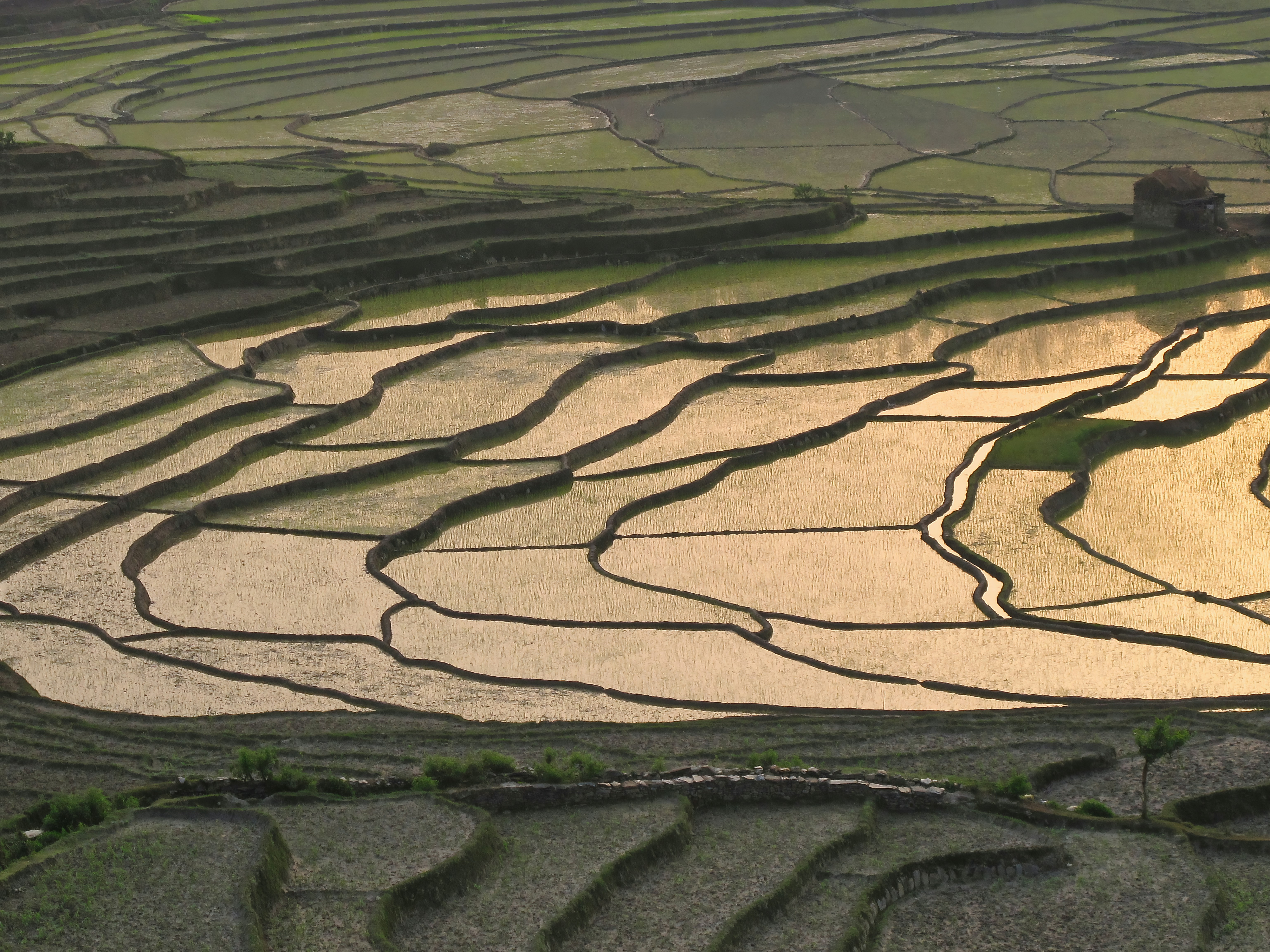 A view of a rice field from a plane photo – Free Brown Image on Unsplash