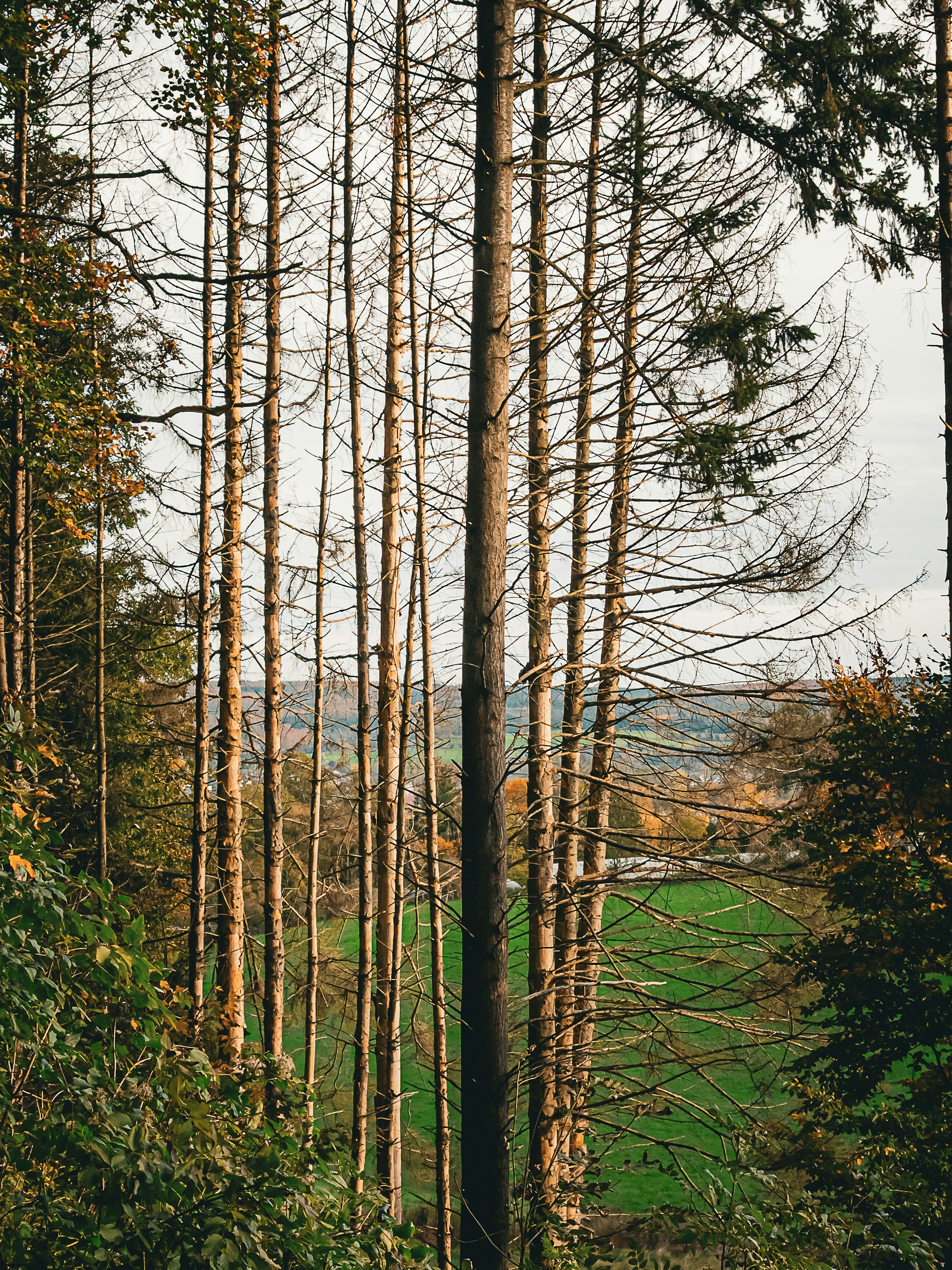 A forest filled with lots of tall trees photo – Free Forest Image on ...