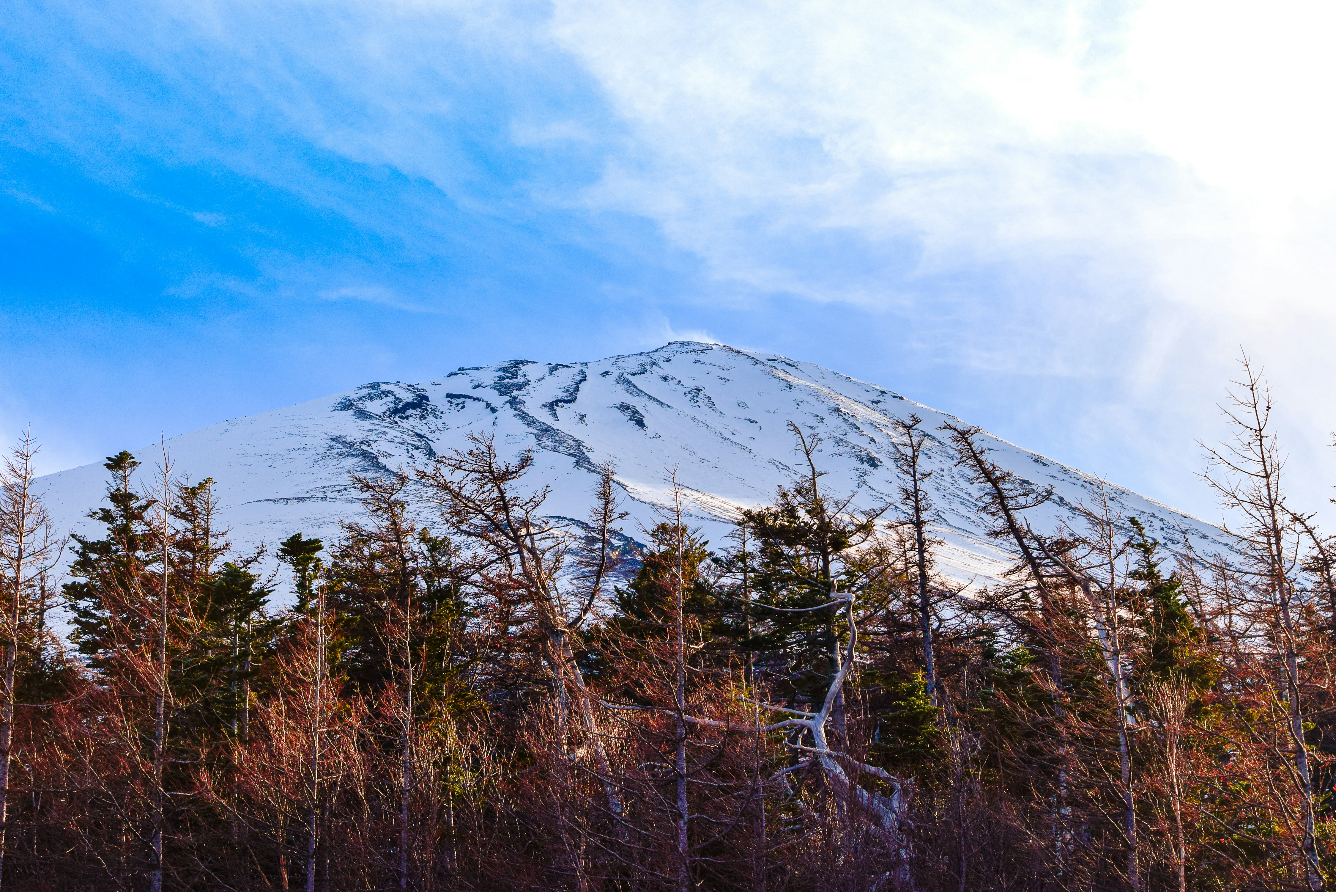 Snow-Crowned Peak Rising Behind Fallen Pines