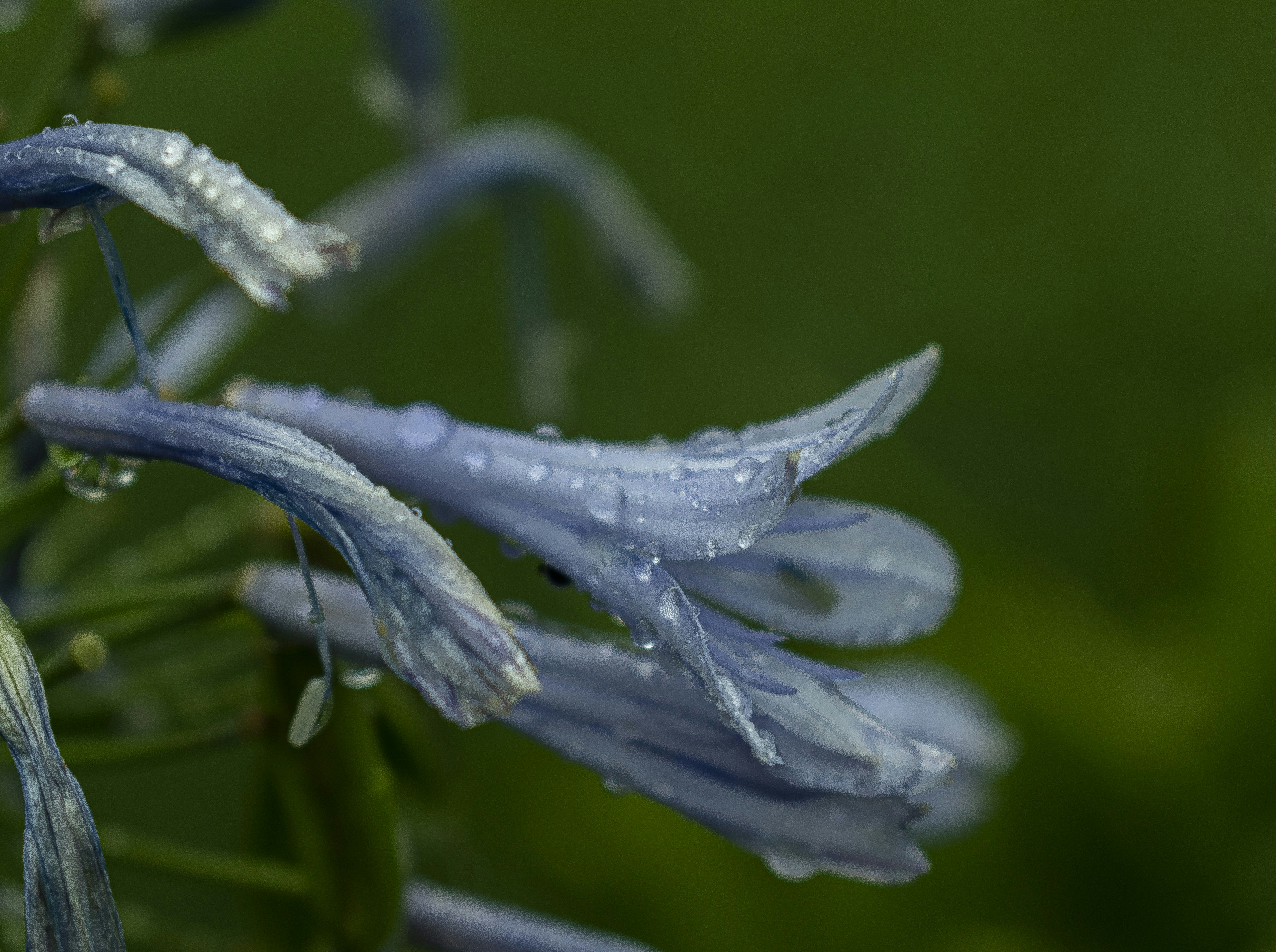 Dew-Kissed Lavender Petals: A Close-Up Study of Color and Texture