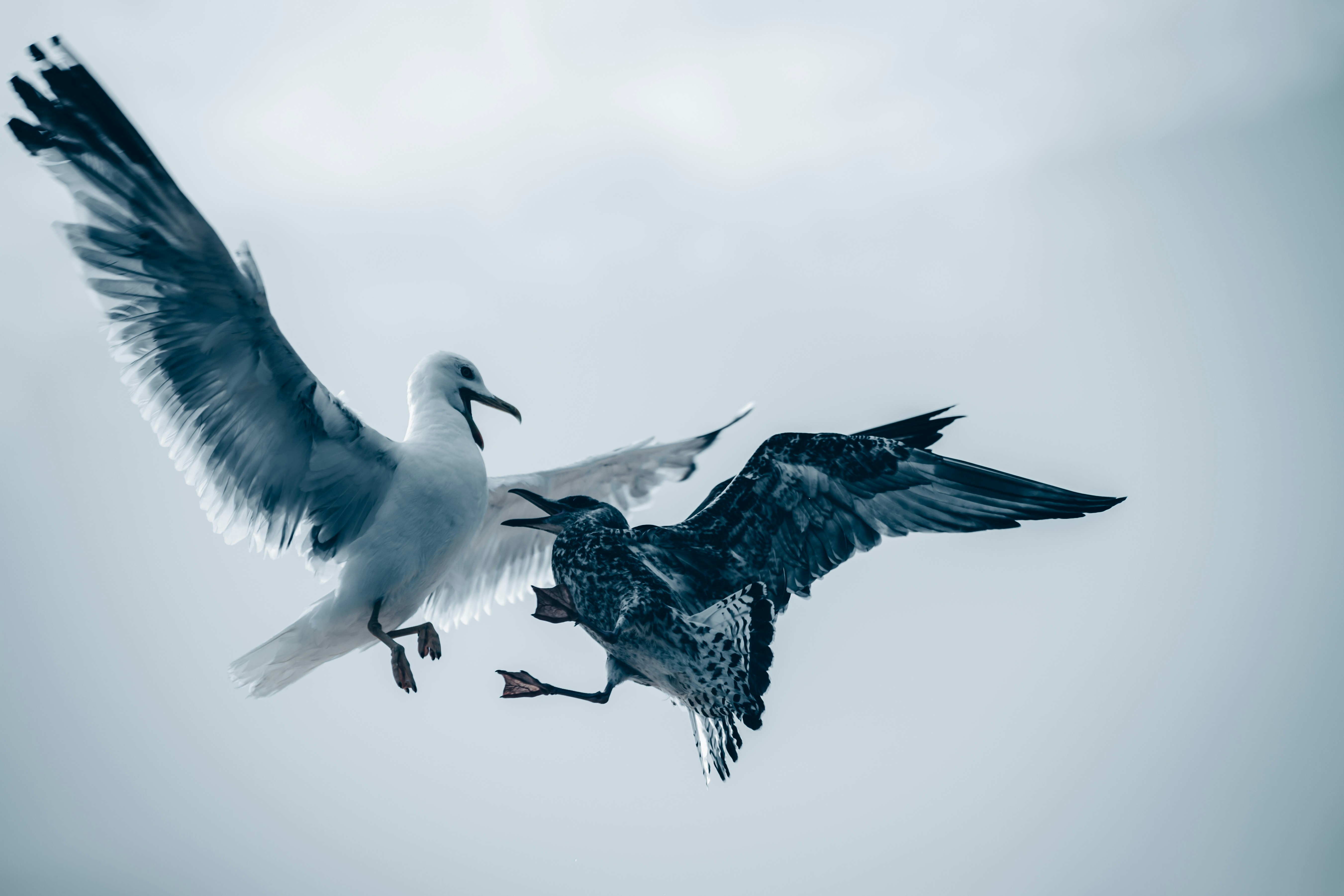 A couple of birds that are flying in the sky photo – Free Animal Image on Unsplash