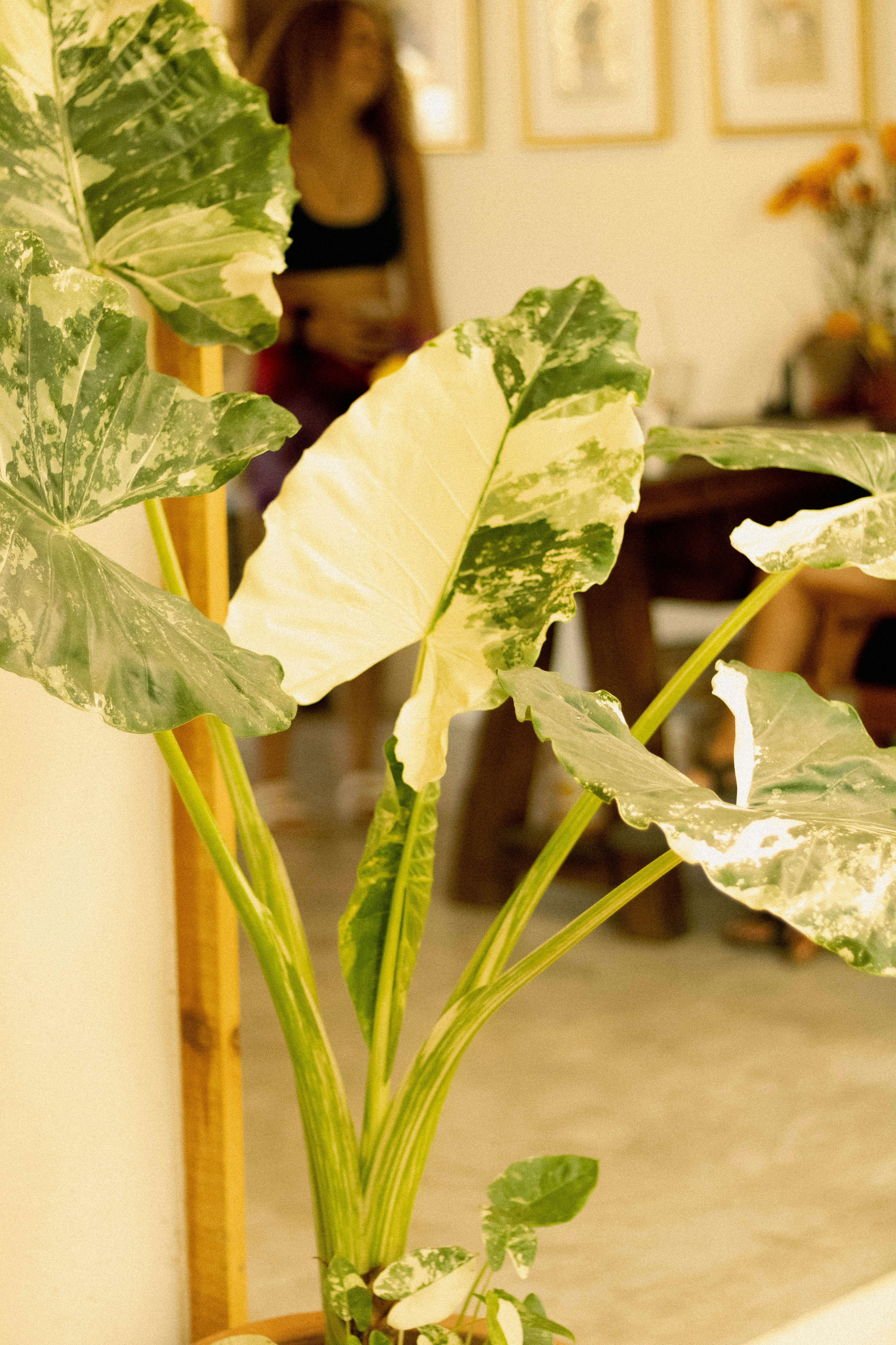 Variegated Leaves Framing a Quiet Indoor Moment