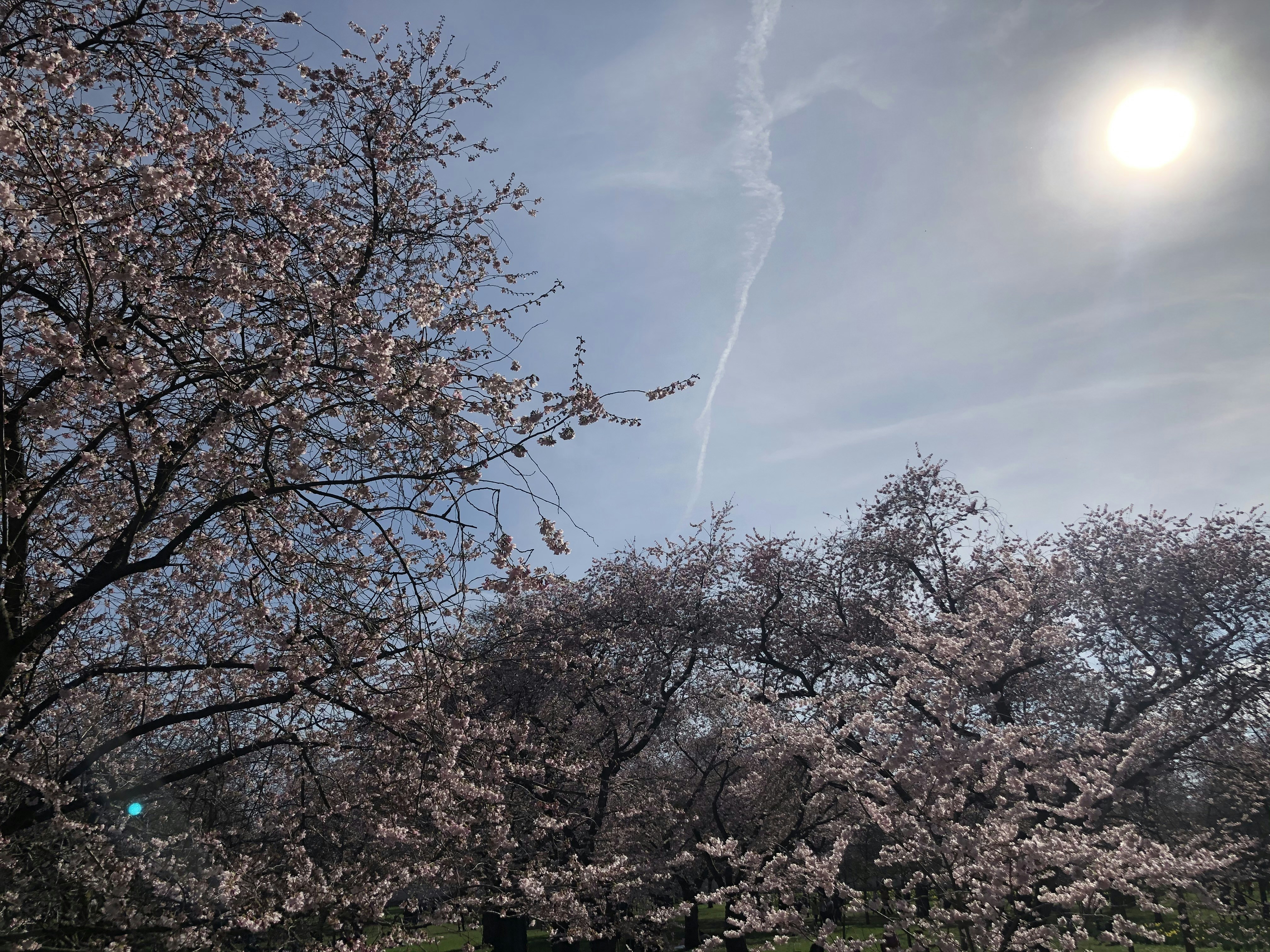 Sakura Canopy at Noon: Blossoms Framed by a Bright Sky