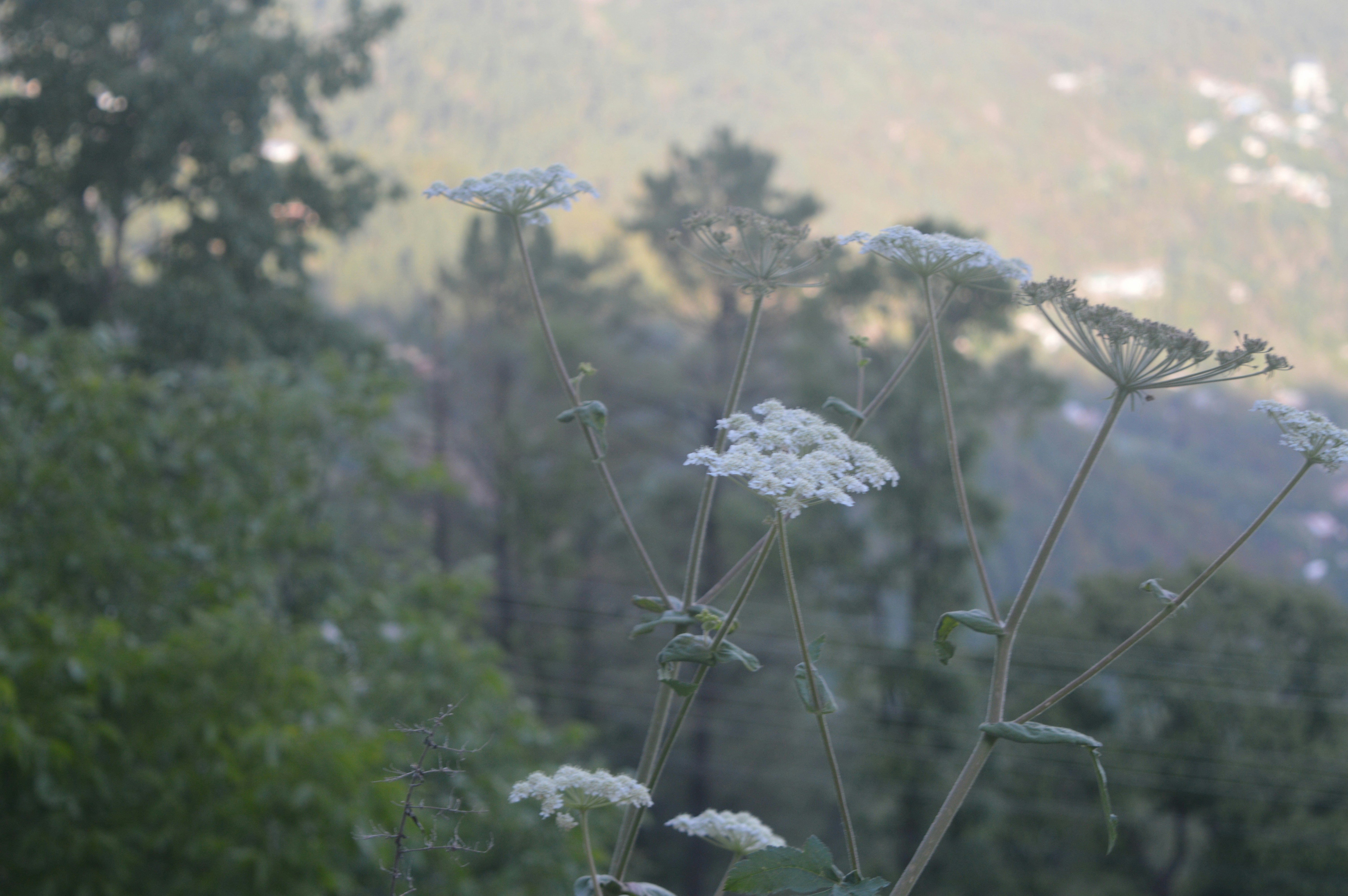 White Umbels at Dawn: Quiet Hill Backdrop