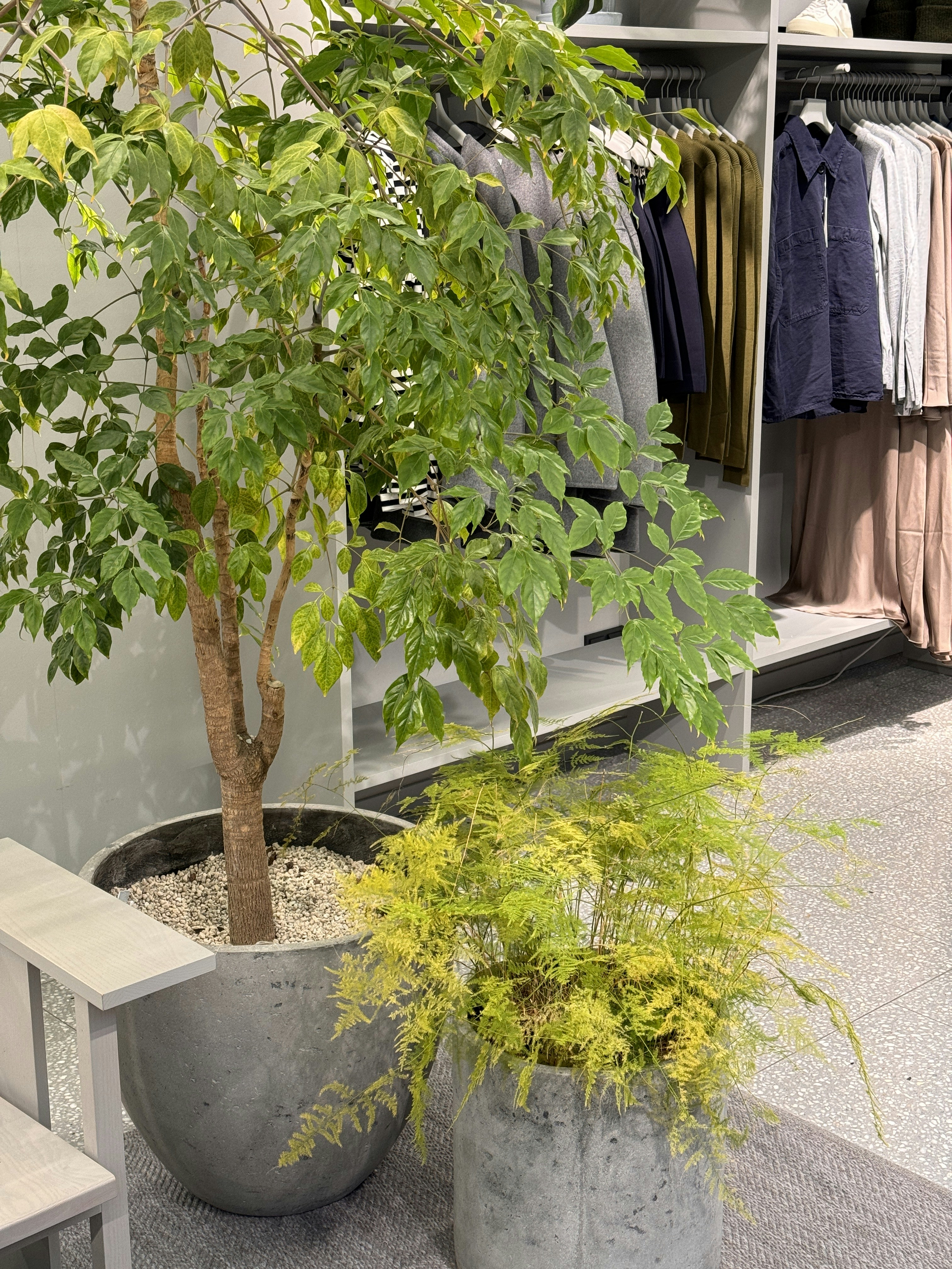 Verdant Anchor in a Minimalist Boutique: Plants Framing Wardrobe Rails