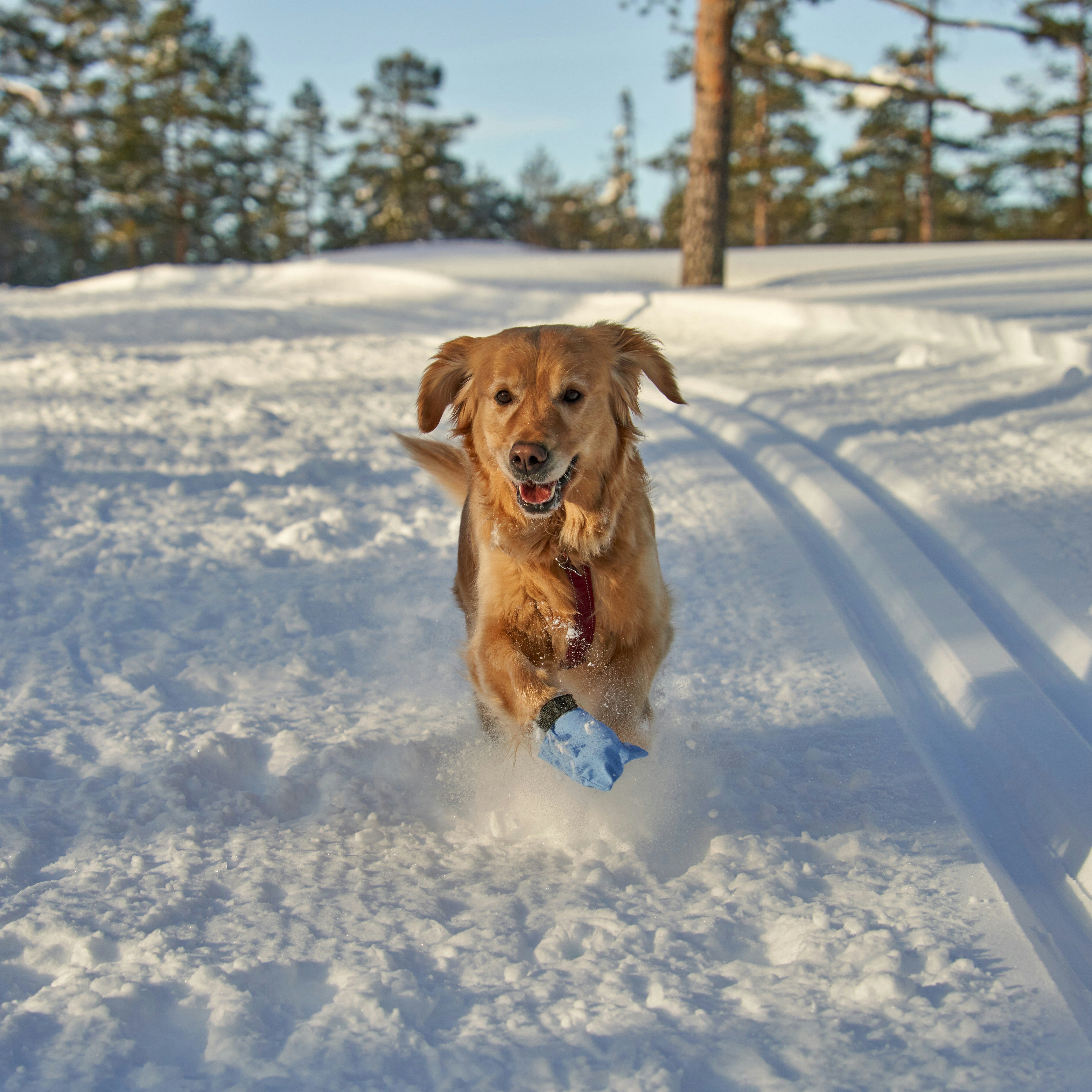 A golden retriever runs along a ski track and leaps through the air with pure joy, its fur dusted with snow as it bounds across a snow-covered field