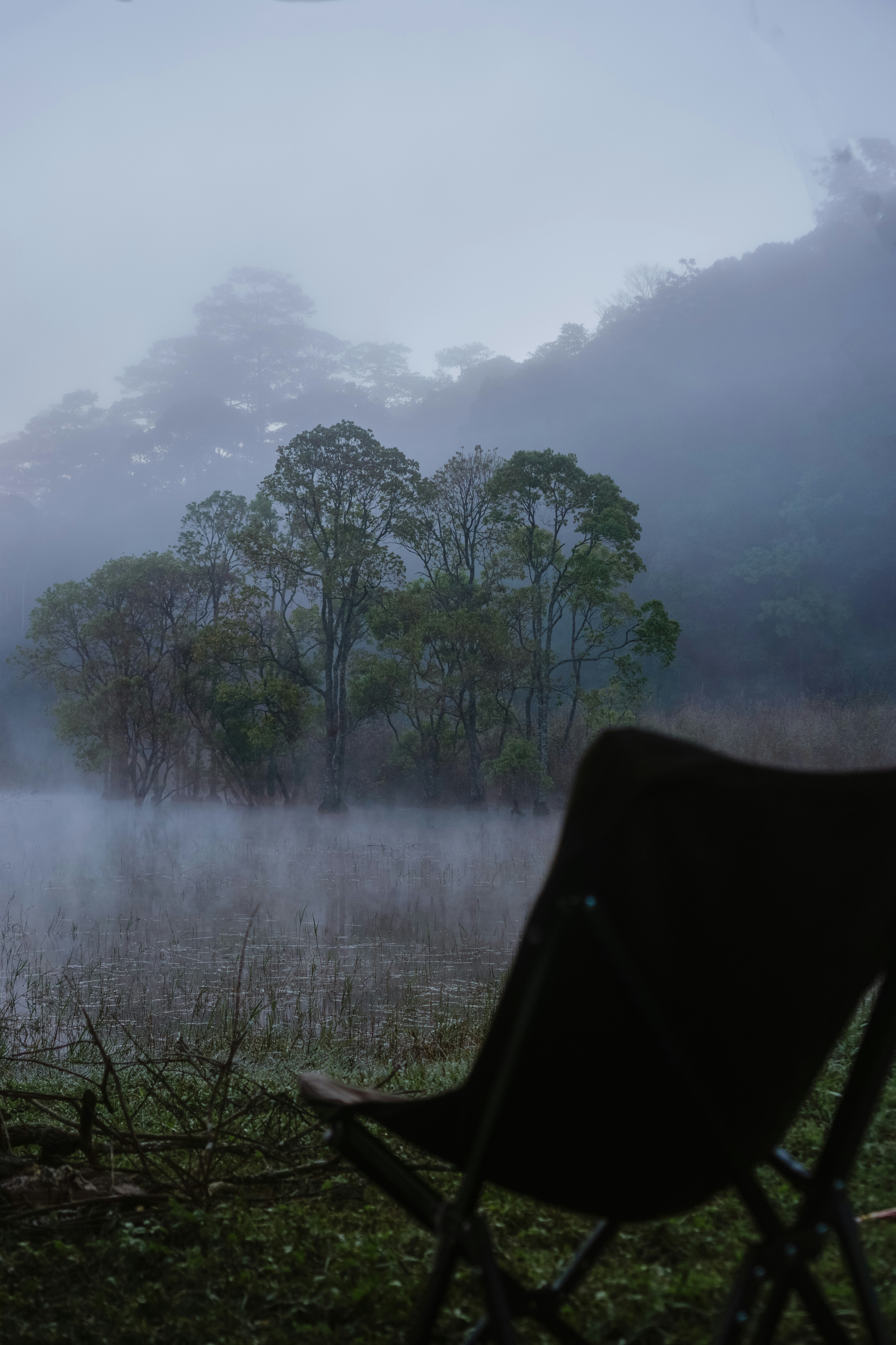 Mist-kissed Trees by a Silent Campsite